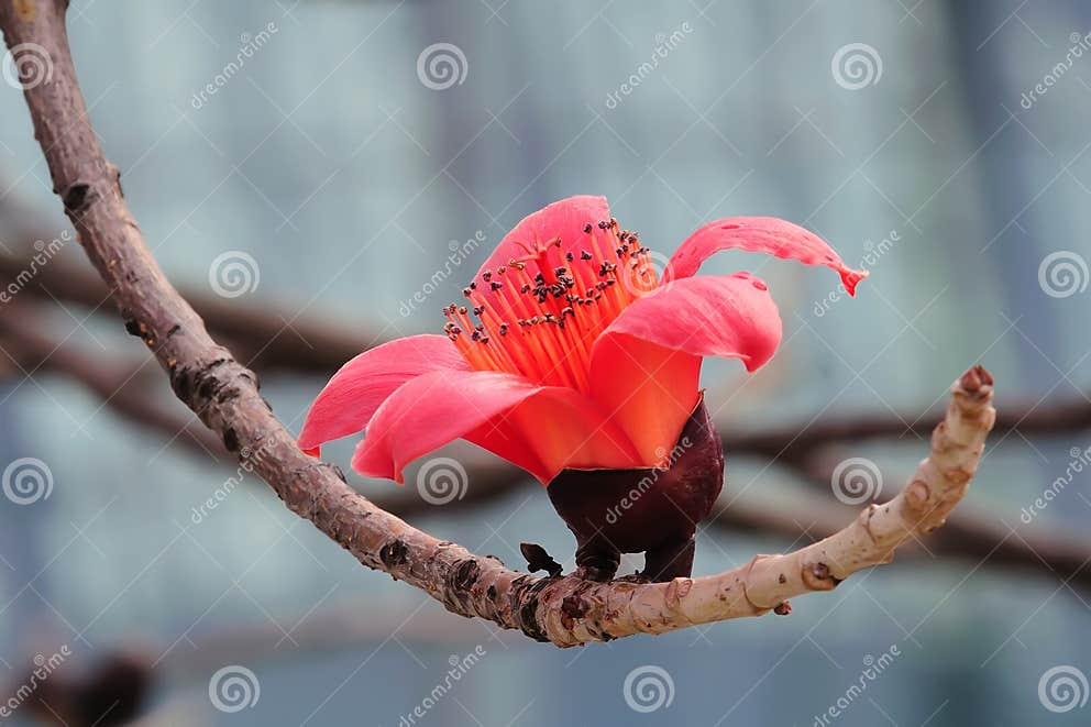 Blooming Kapok Flower in Spring Stock Photo - Image of guangzhou ...