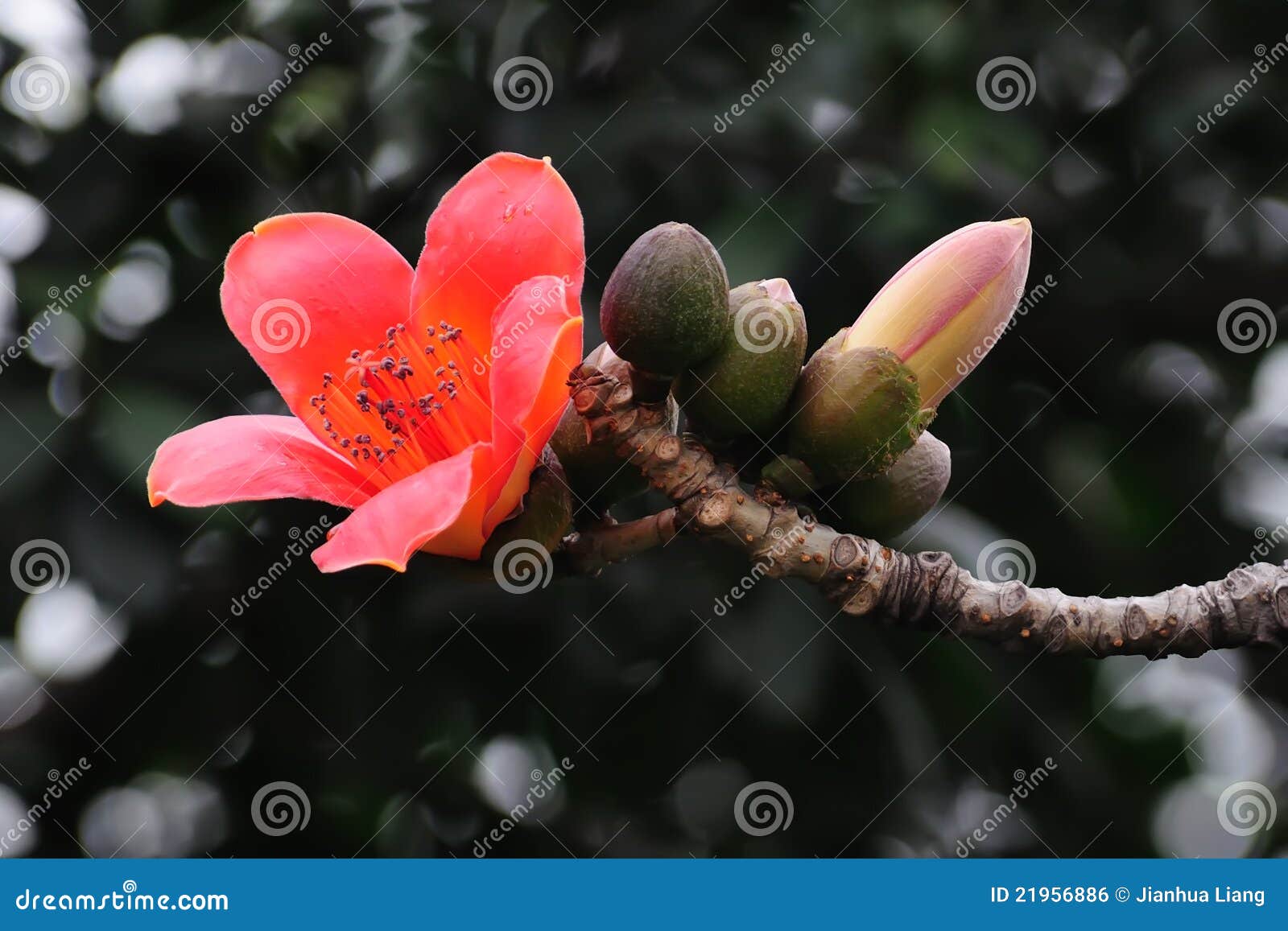 Blooming Kapok Flower in Spring Stock Photo - Image of floral, spirit ...