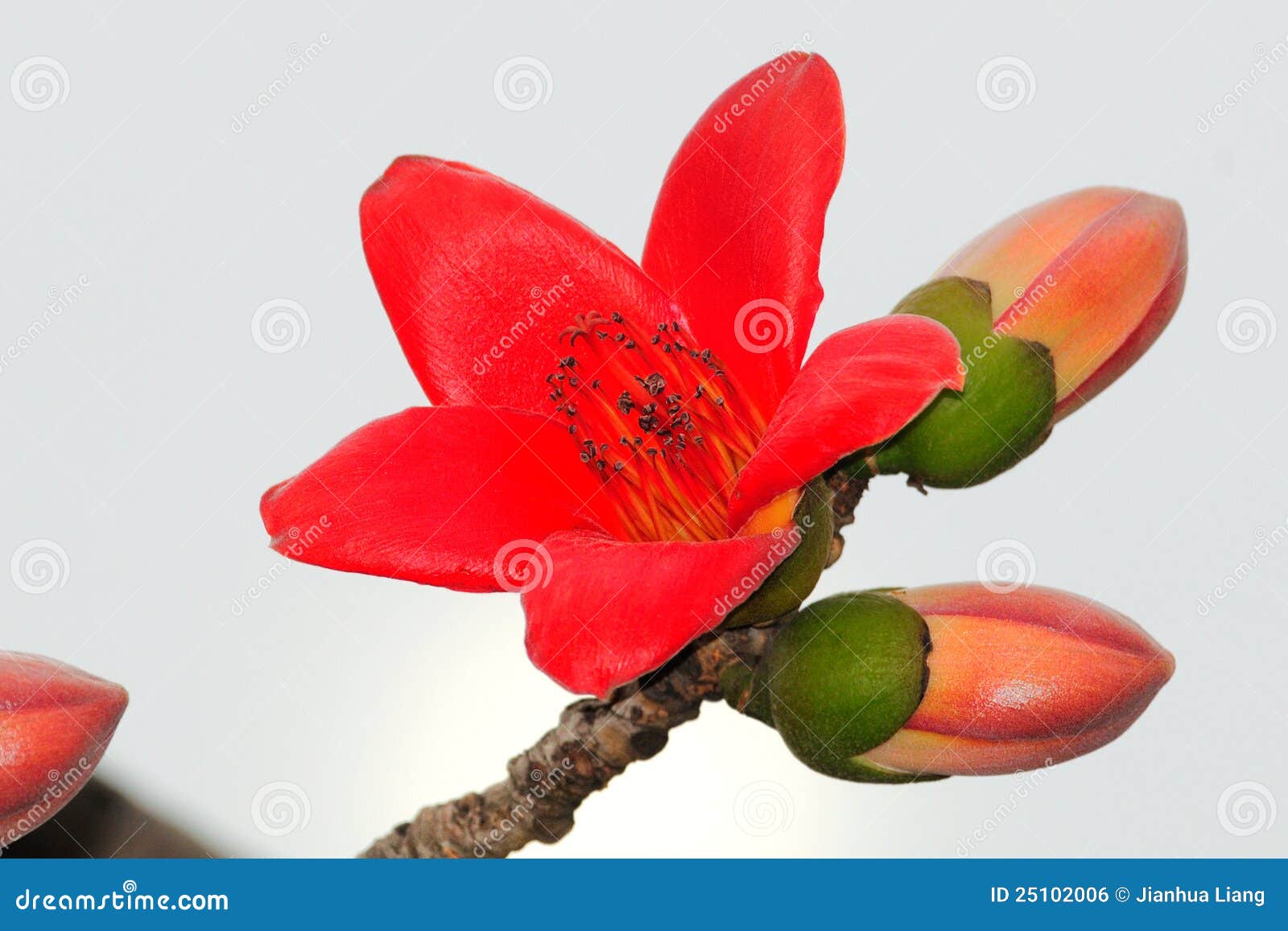 Blooming Kapok Flower in Spring Stock Photo - Image of china, tropical ...