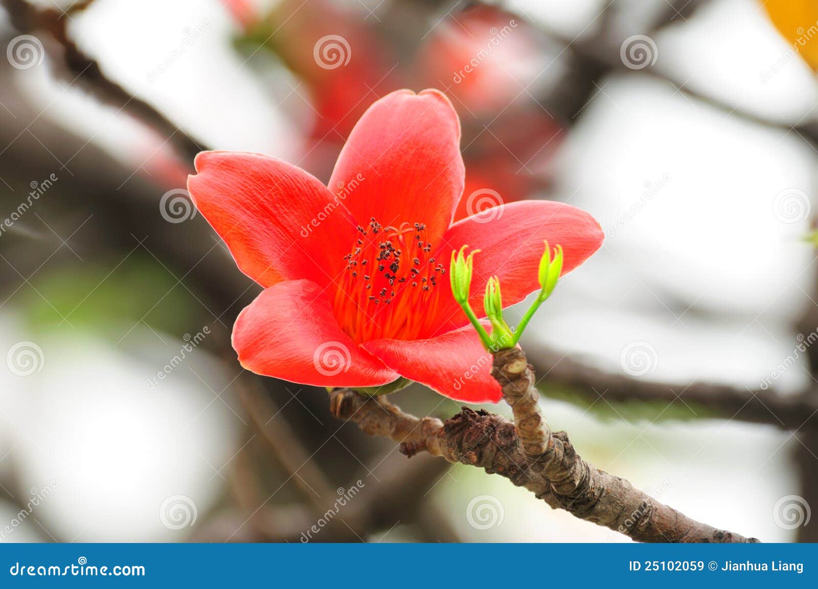 Blooming Kapok Flower in Spring Stock Image - Image of asia, floral ...