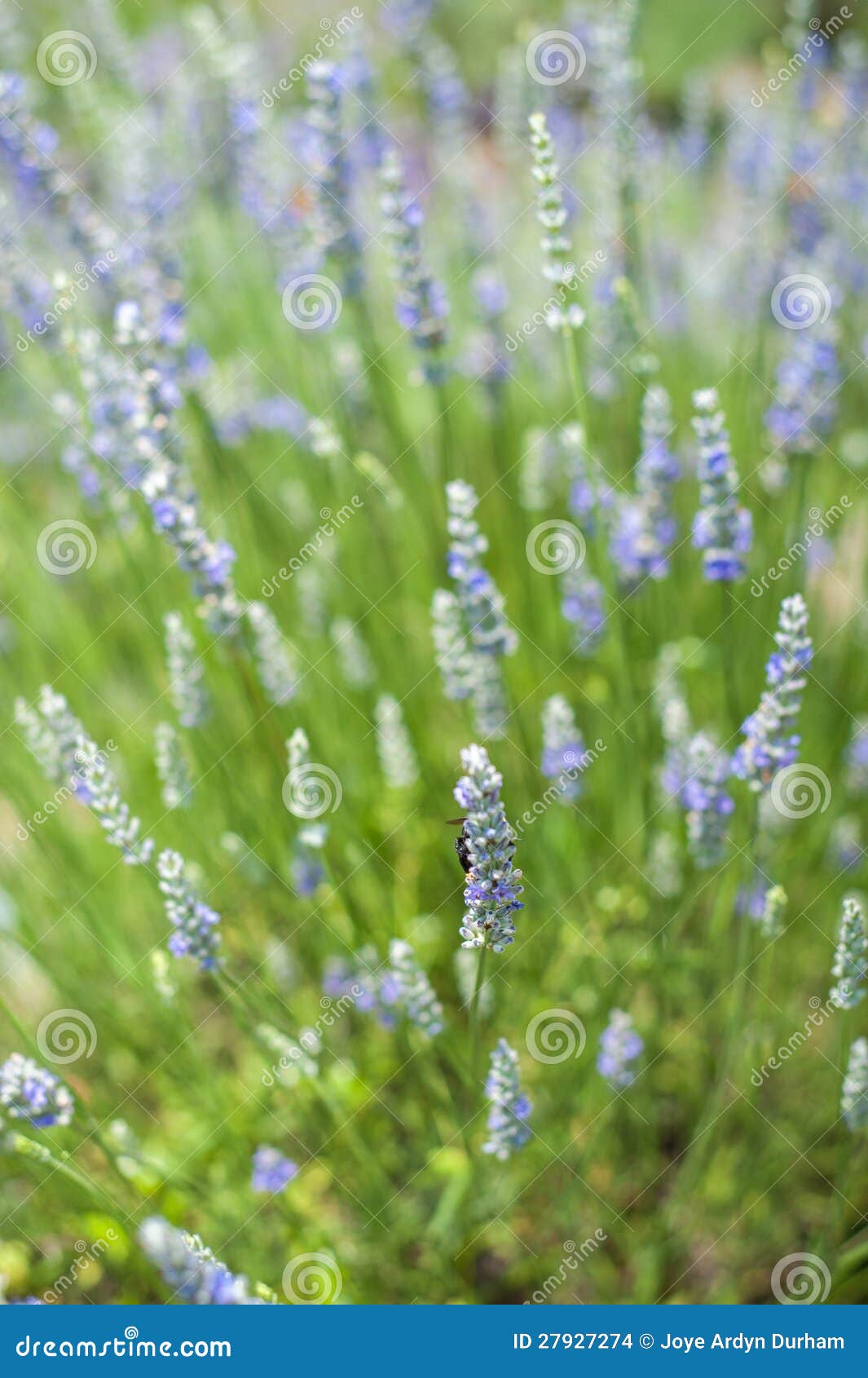 Blooming Lavender stock photo. Image of blossom, bunch - 27927274