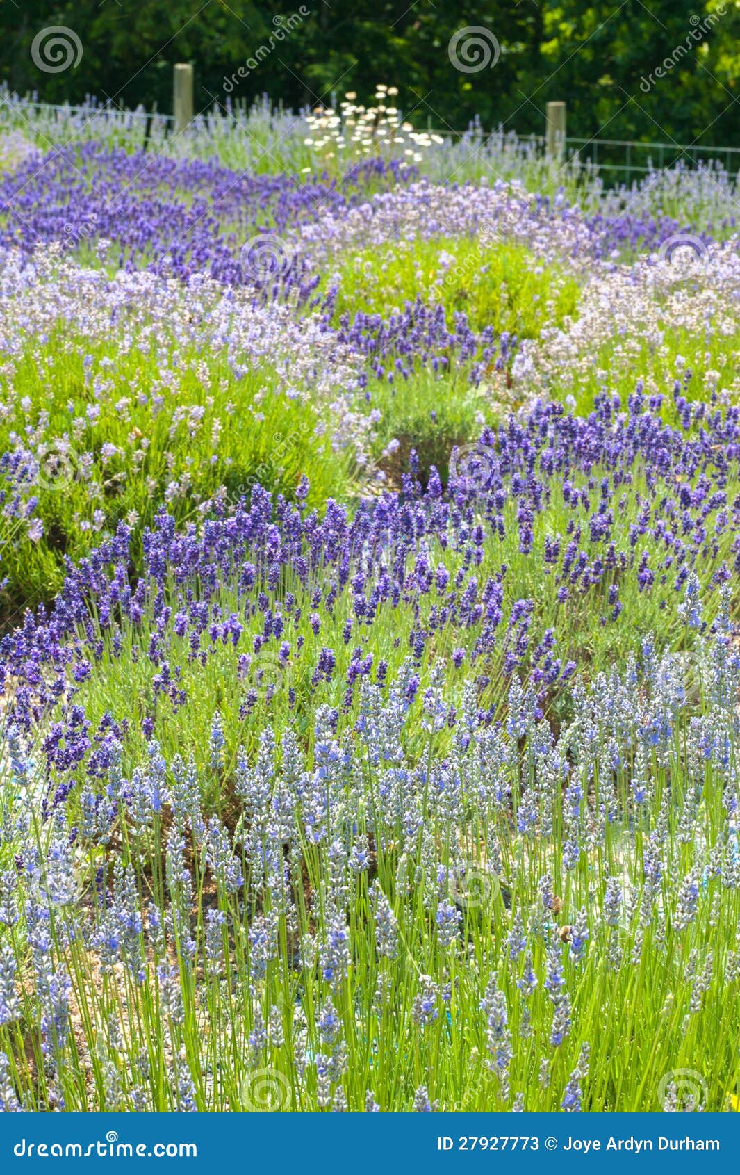 Blooming Lavender stock image. Image of farm, flower - 27927773