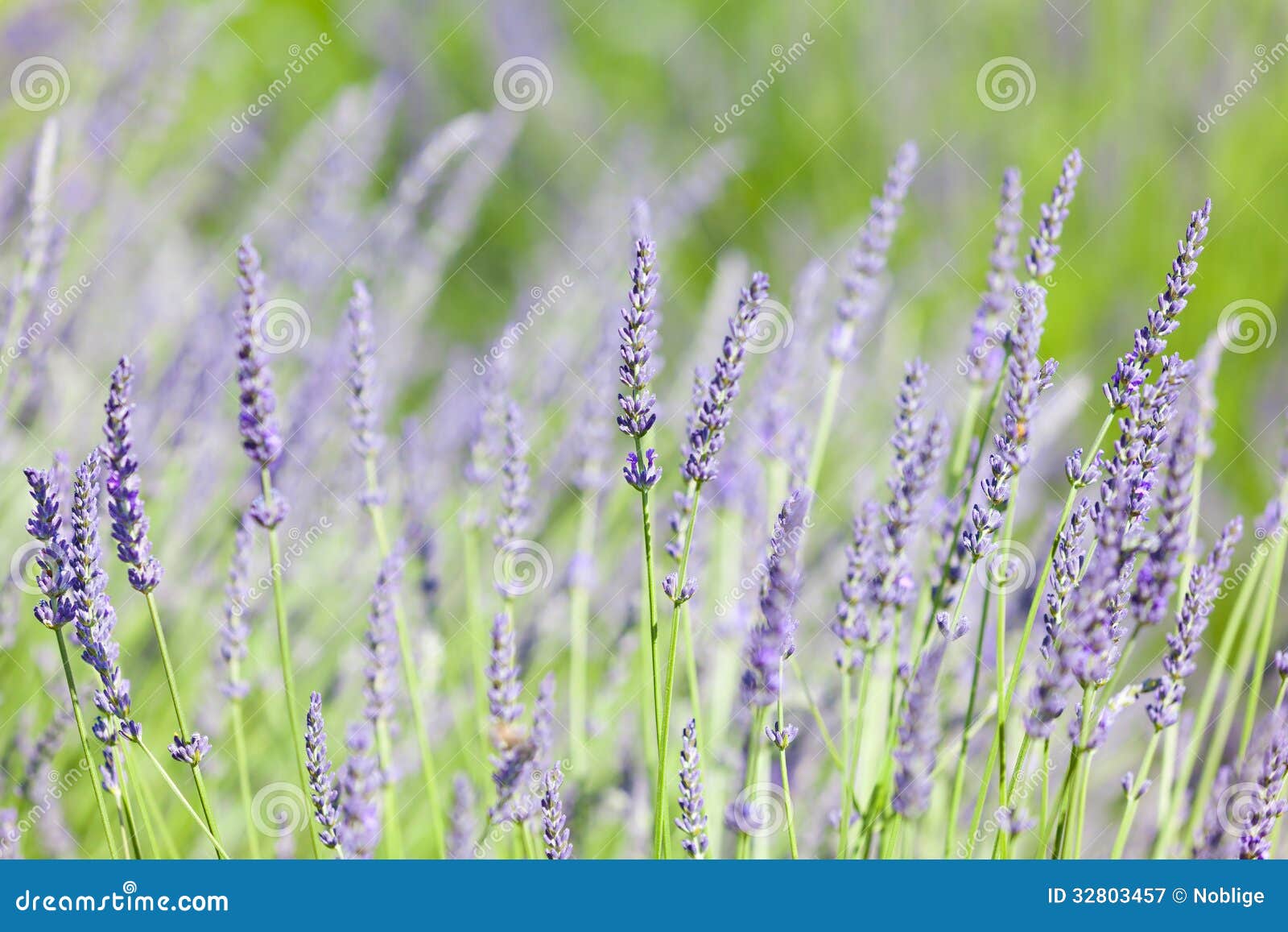 Blooming lavender stock image. Image of napa, french - 32803457
