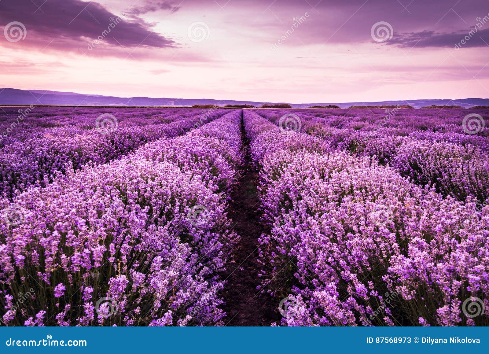 Blooming Lavender Field Under the Purple Colors of the Summer Sunset ...
