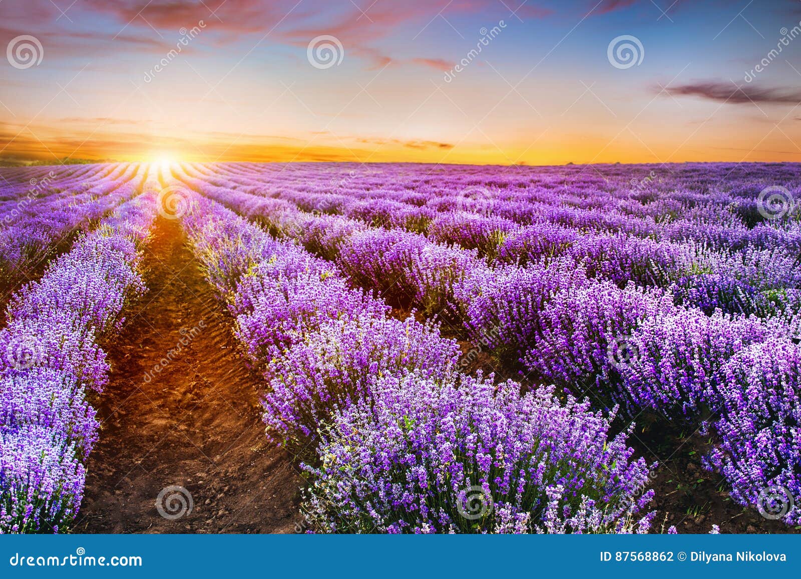 Blooming Lavender Field Under the Red Colors of the Summer Sunse Stock ...