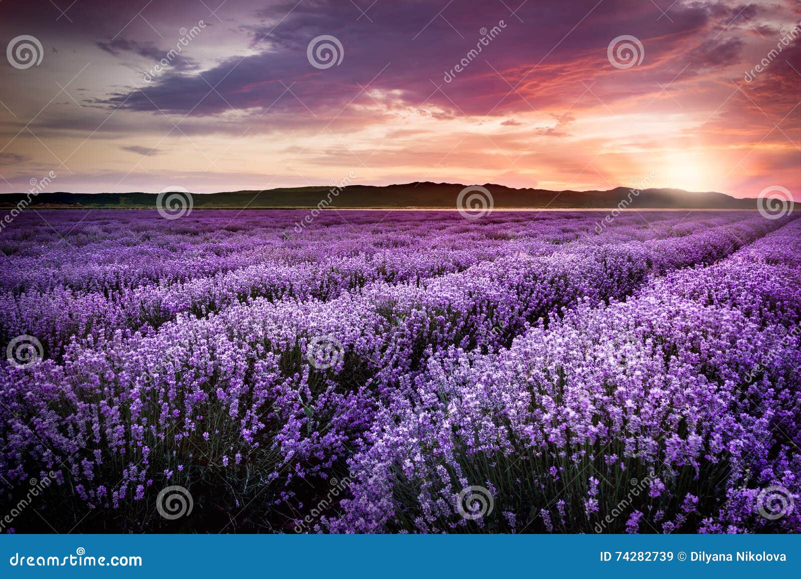 Blooming Lavender Field Under the Red Colors of the Summer Sunset Stock ...