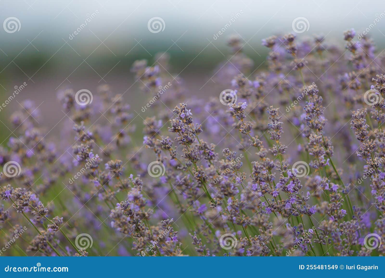 Blooming Lavender Flowers in a Field with Selective Focus on a Blurred ...