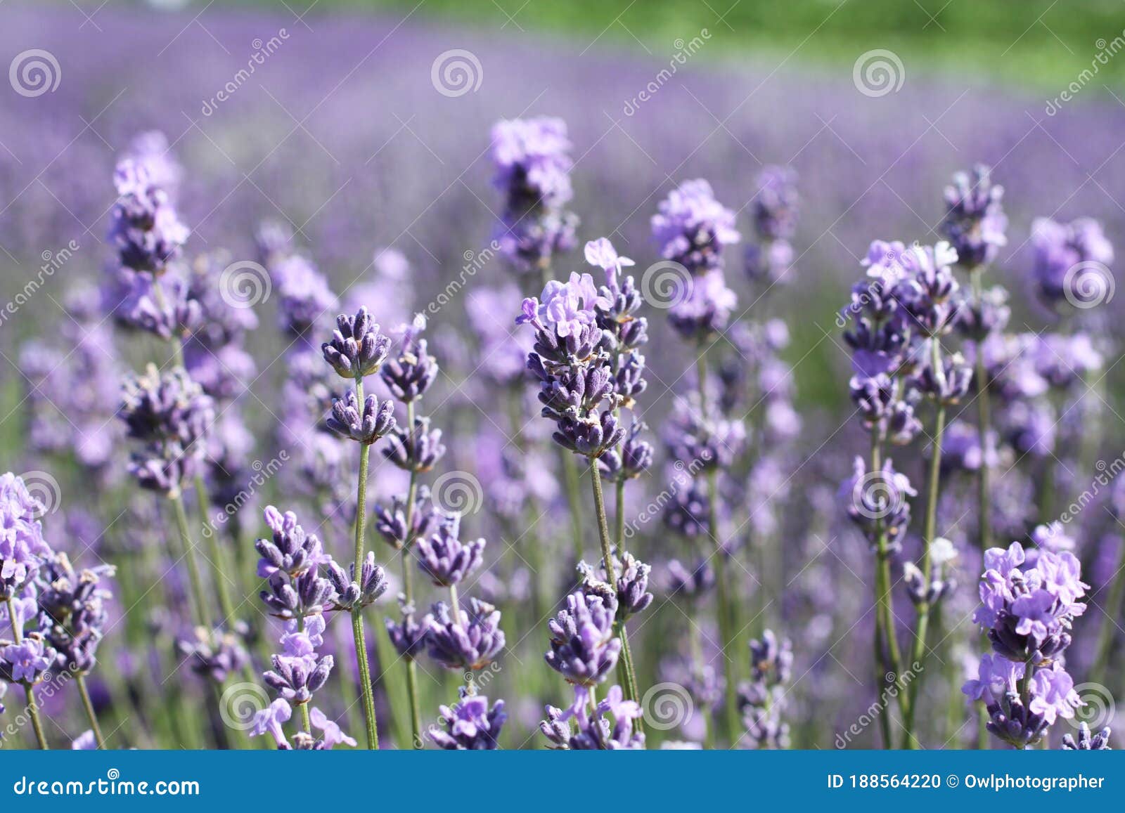 Blooming Lavender Flowers on the Field on a Sunny Summer Day. Stock ...
