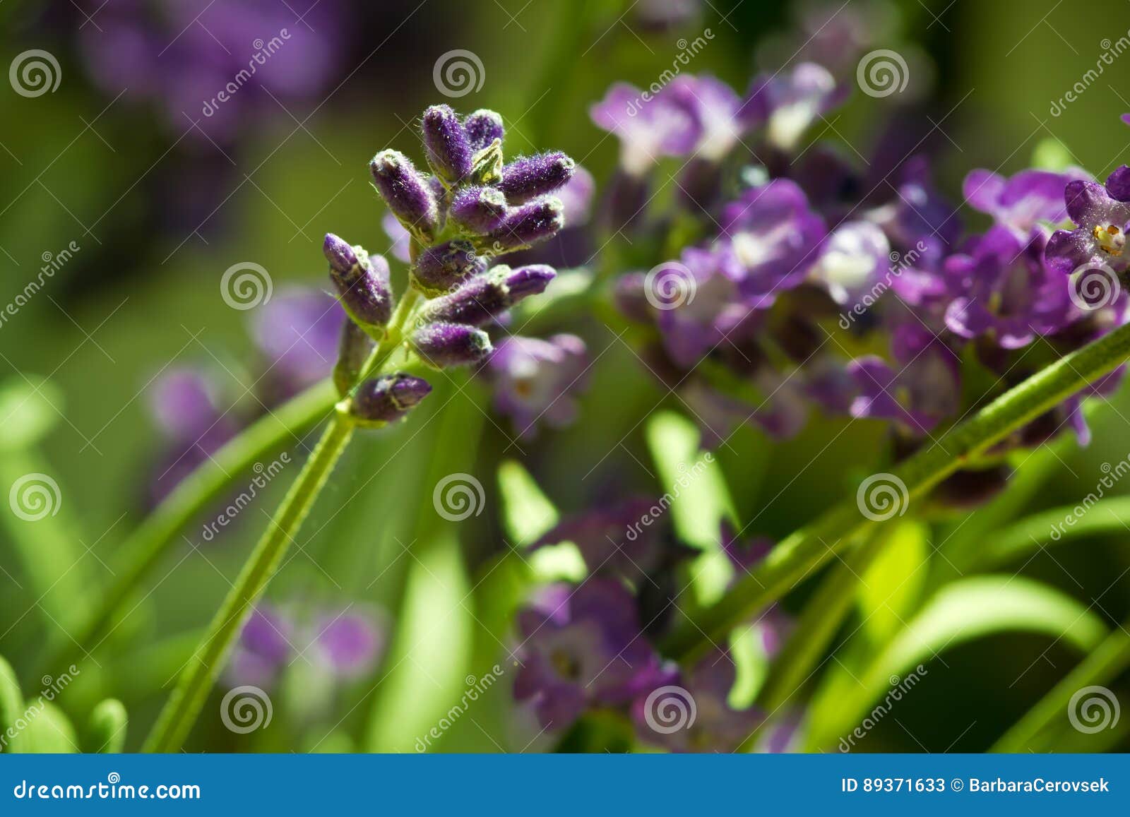 Blooming Lavender Flowers in Spring Stock Image - Image of alternative ...