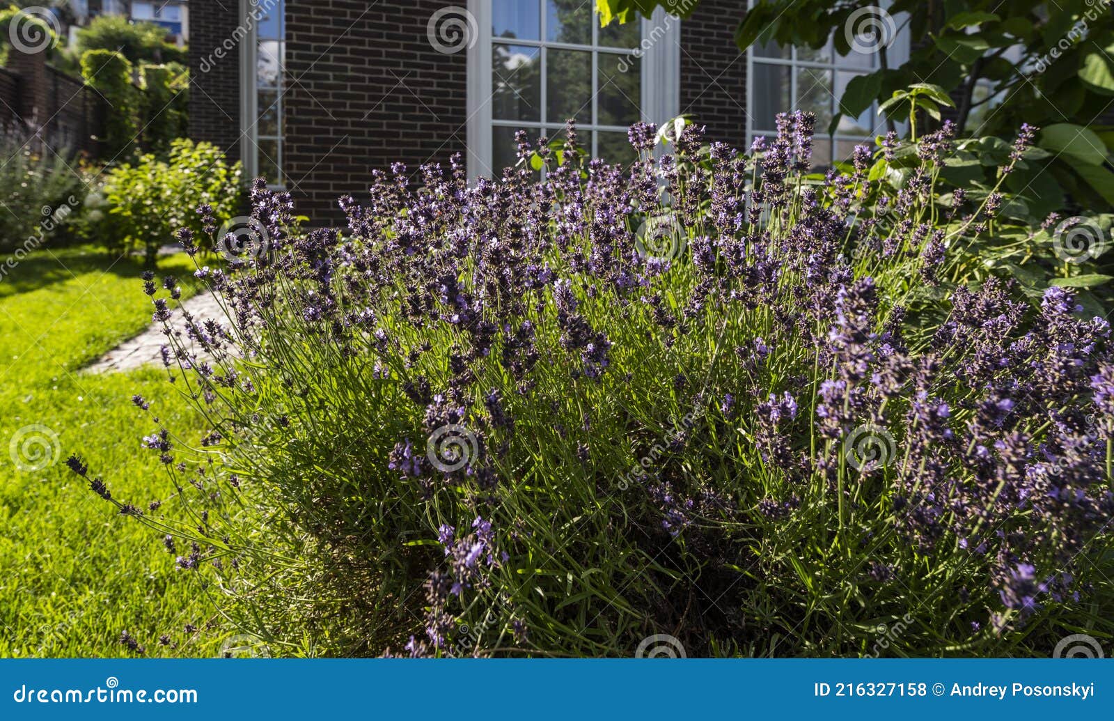 Blooming Lavender in Front of the Windows of the House Stock Photo ...