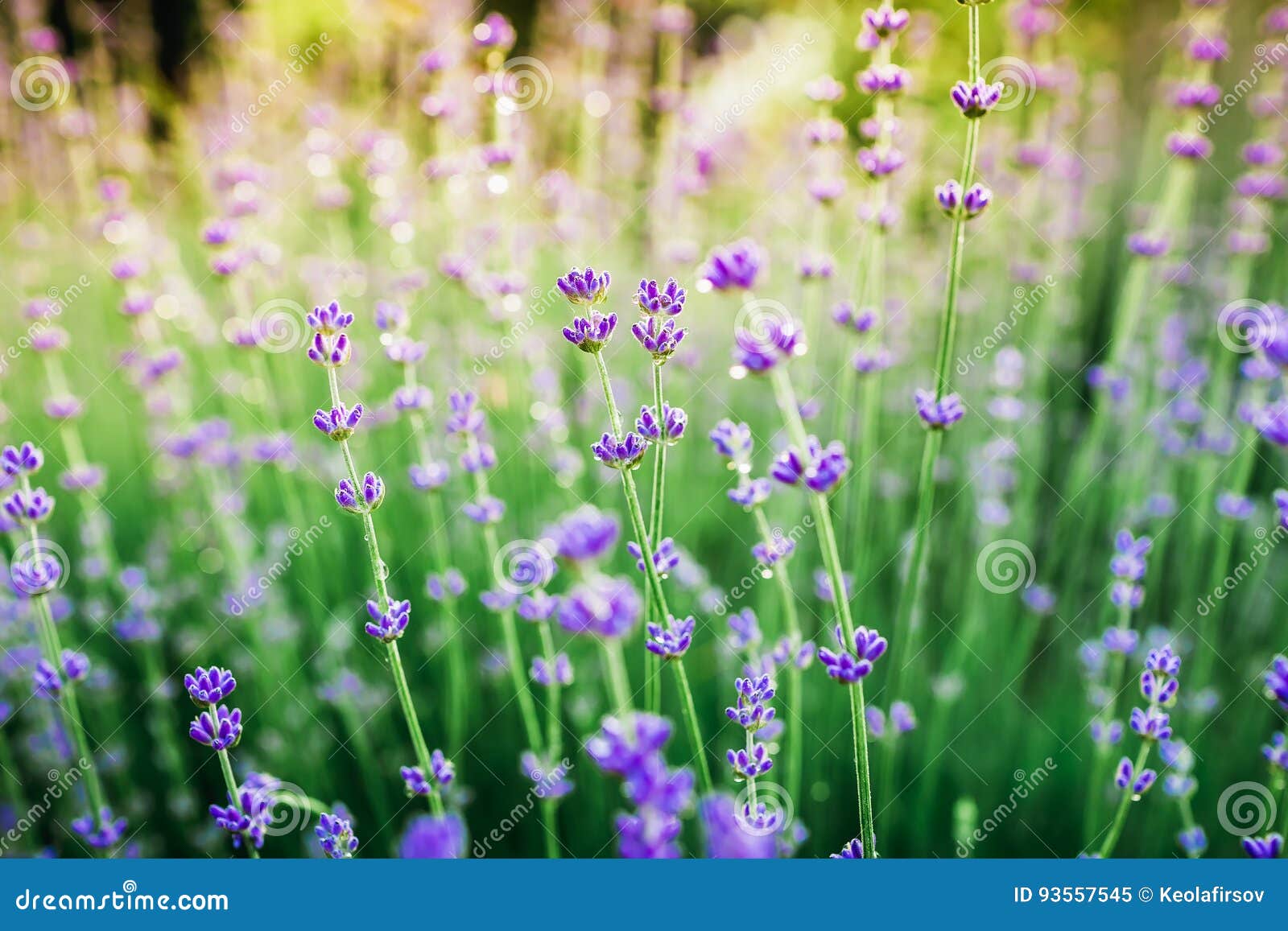 4,346 Lavender Sun Light Stock Photos - Free & Royalty-Free Stock ...