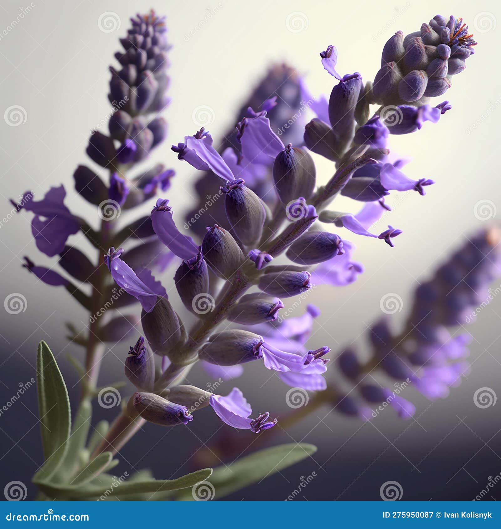 Blooming Lavender on White Background 1 Stock Illustration ...