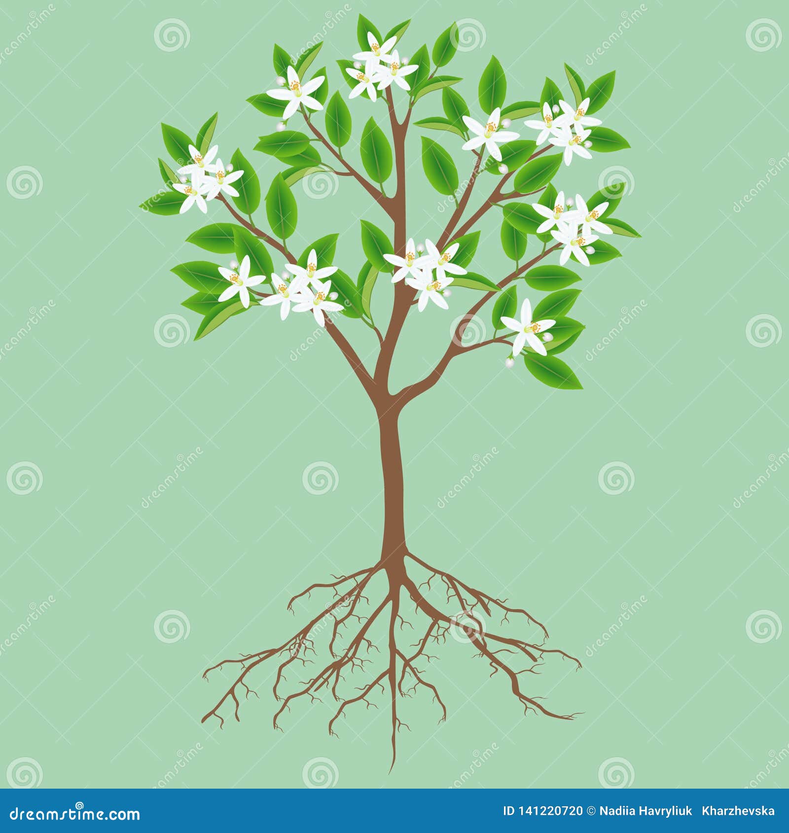 Blooming Lemon Tree with Roots on a Green Background. Stock Vector ...
