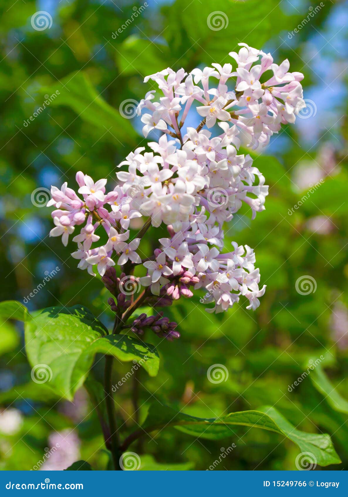 Blooming lilac on blue sky stock photo. Image of florescence - 15249766