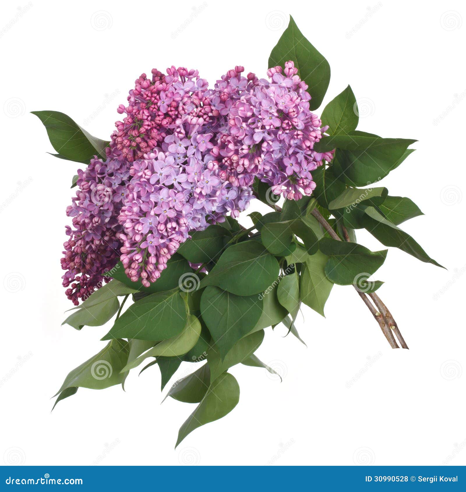 Blooming Lilac Branch Isolated on White Stock Photo - Image of bouquet ...