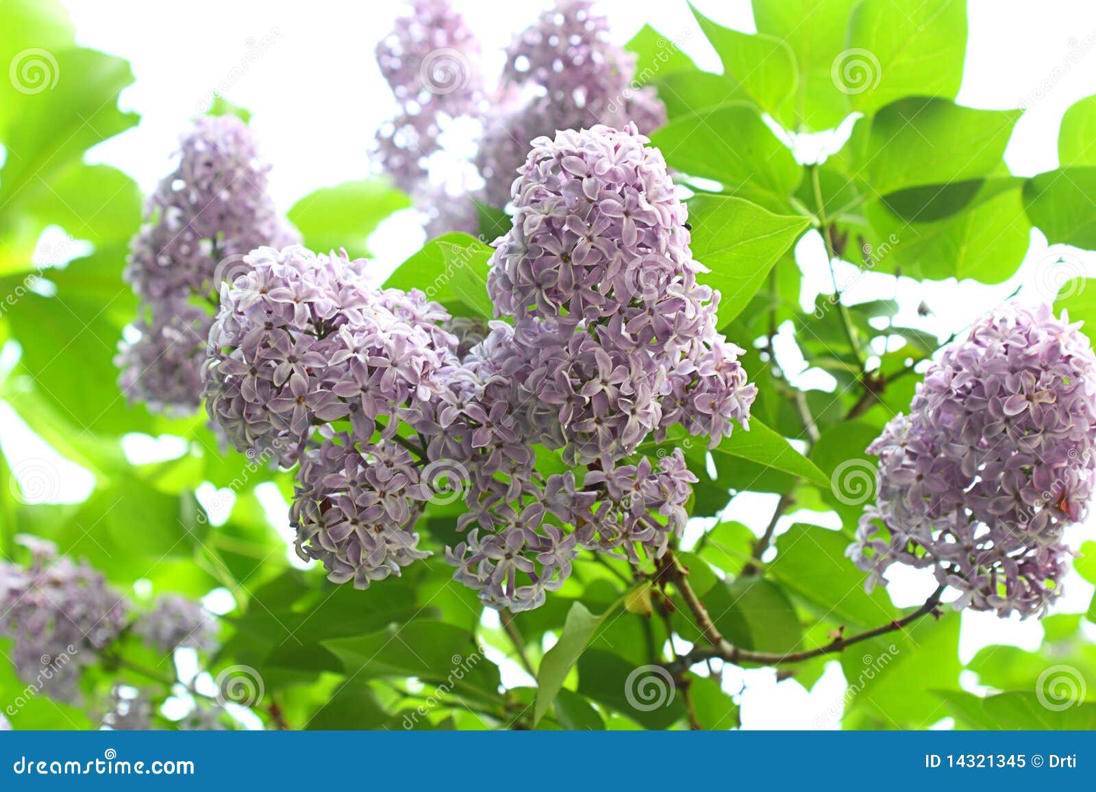 Blooming lilac bush stock image. Image of lilac, beauty - 14321345