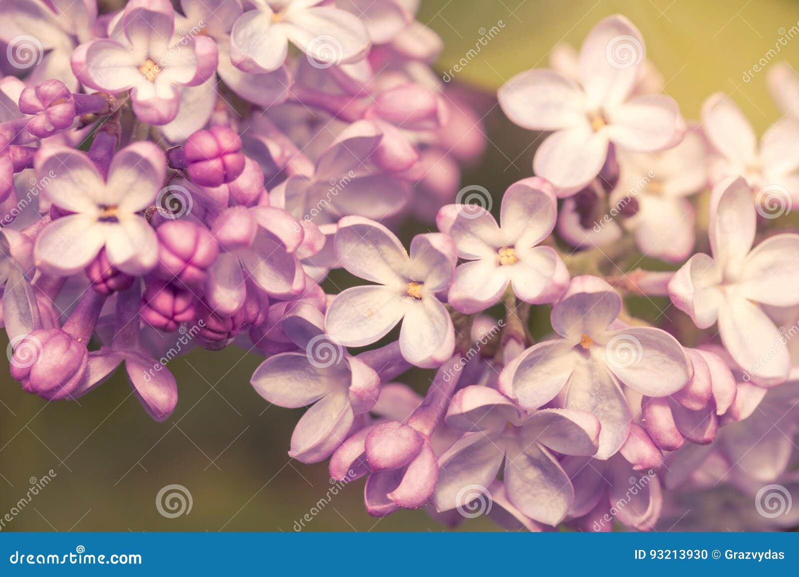Blooming Lilac Flowers Close-up Stock Photo - Image of season, green ...