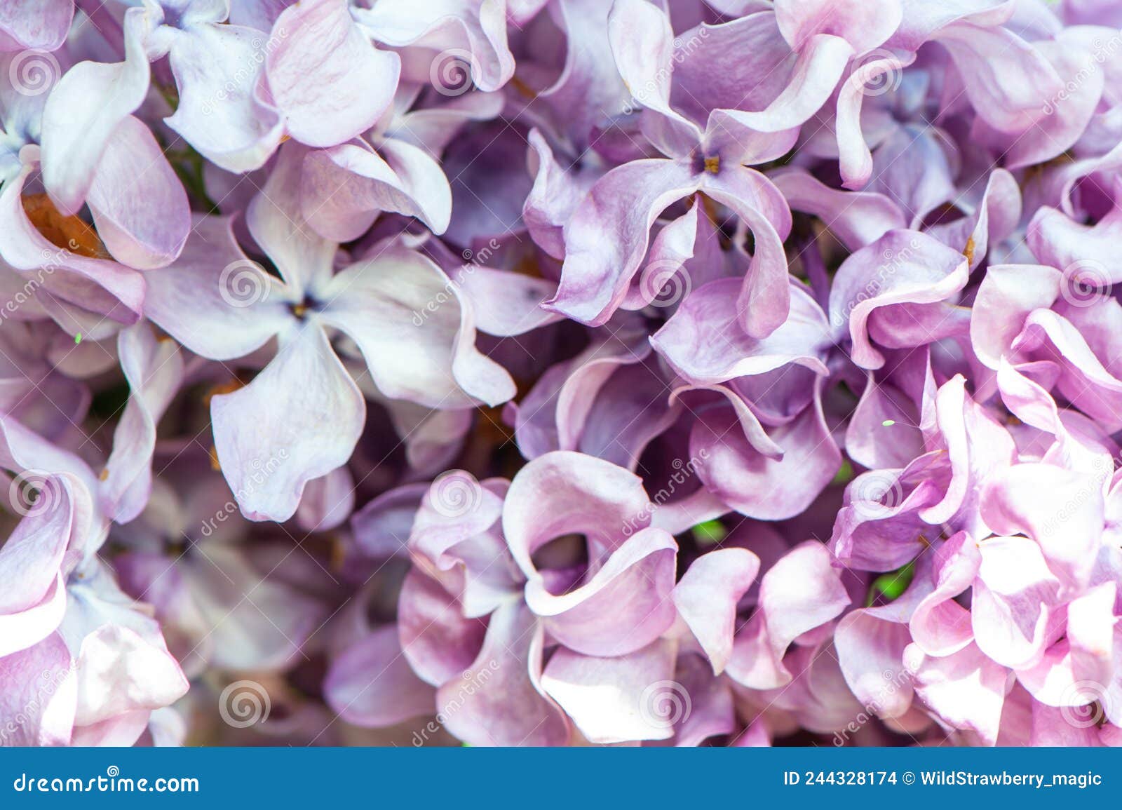 Blooming Lilac in Soft Processing, Toned. Lilac Background, Texture ...