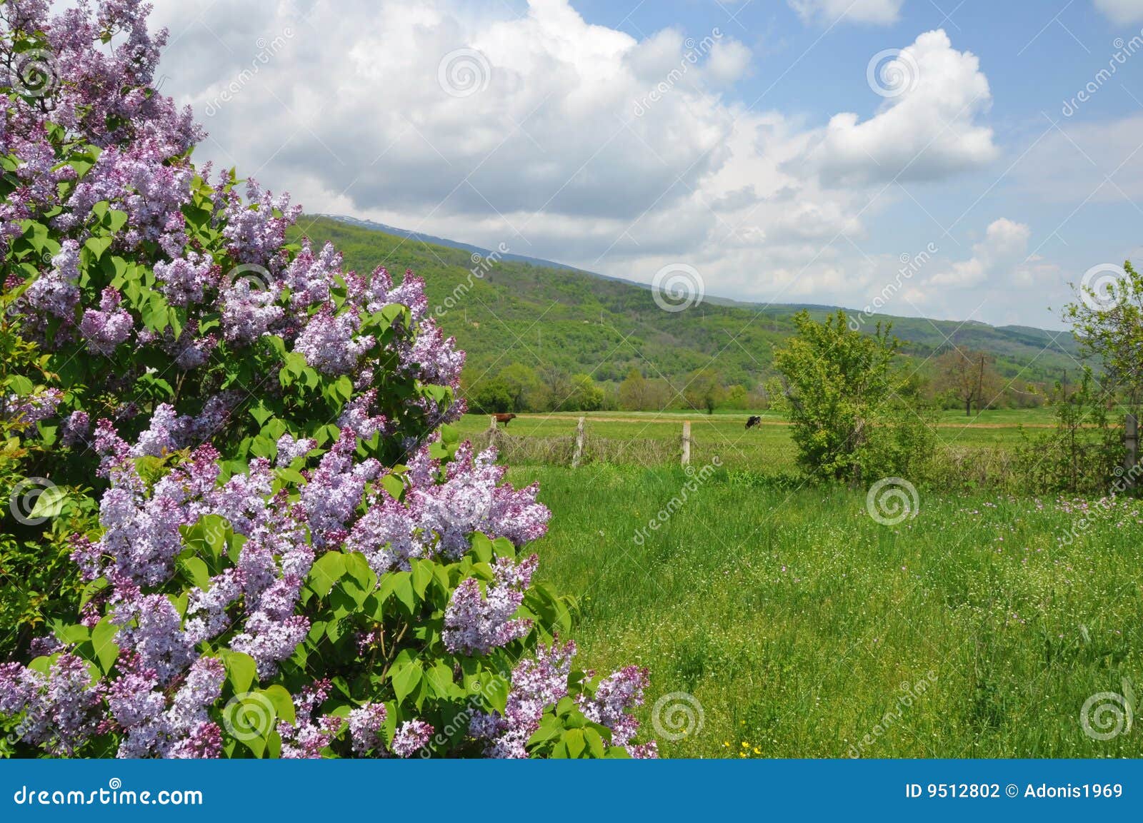 Blooming Lilac Tree in Field Stock Photo - Image of blossoming ...