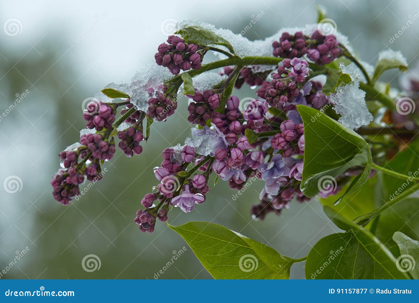Blooming Lilac Under the Snow Stock Image - Image of frost, flower ...