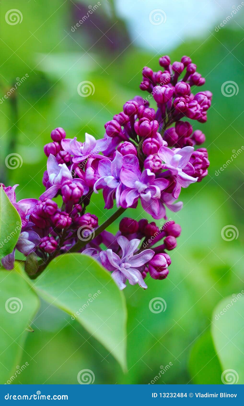 Blooming lilacs stock photo. Image of outdoor, blooming - 13232484