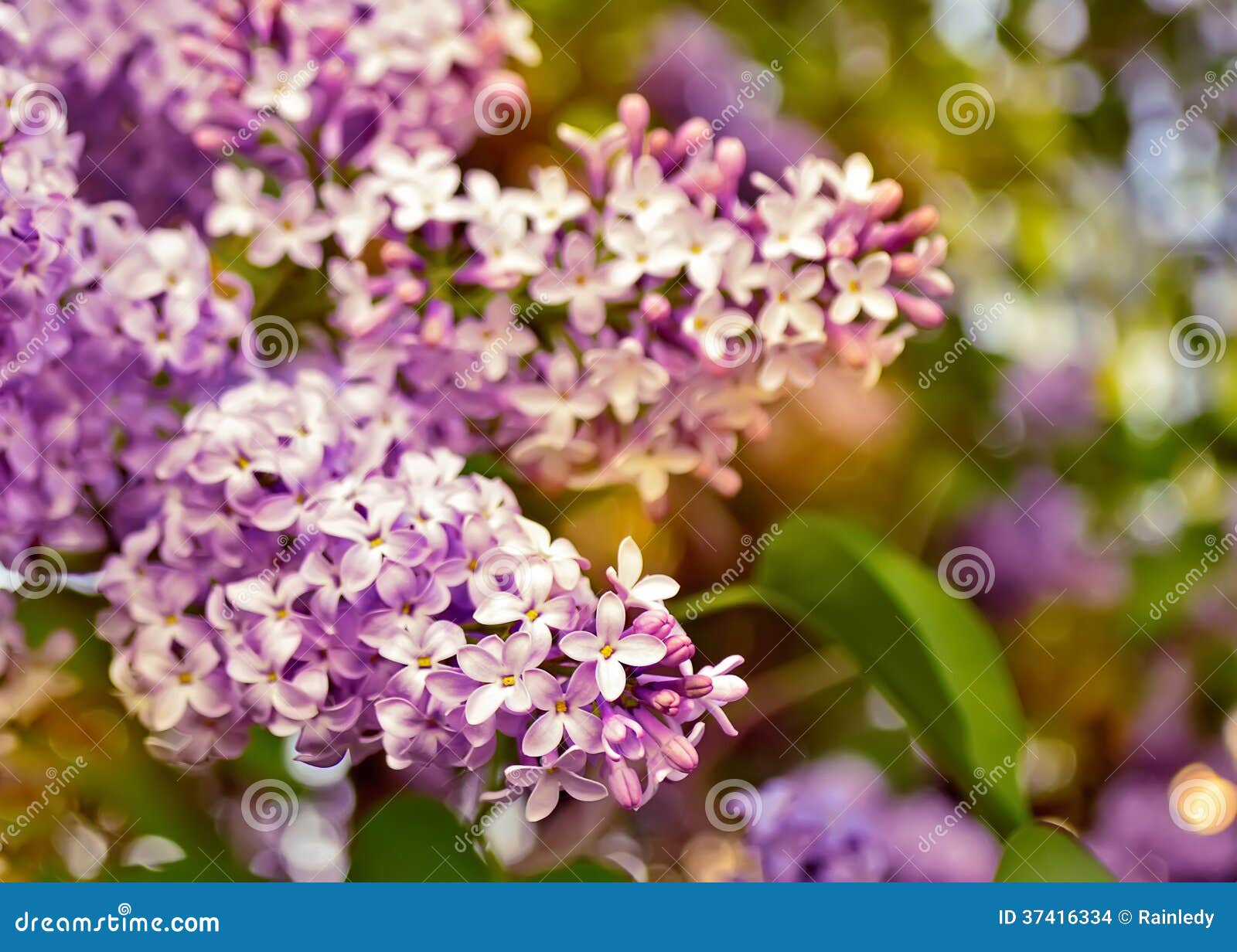 Blooming lilacs. stock photo. Image of flower, green - 37416334