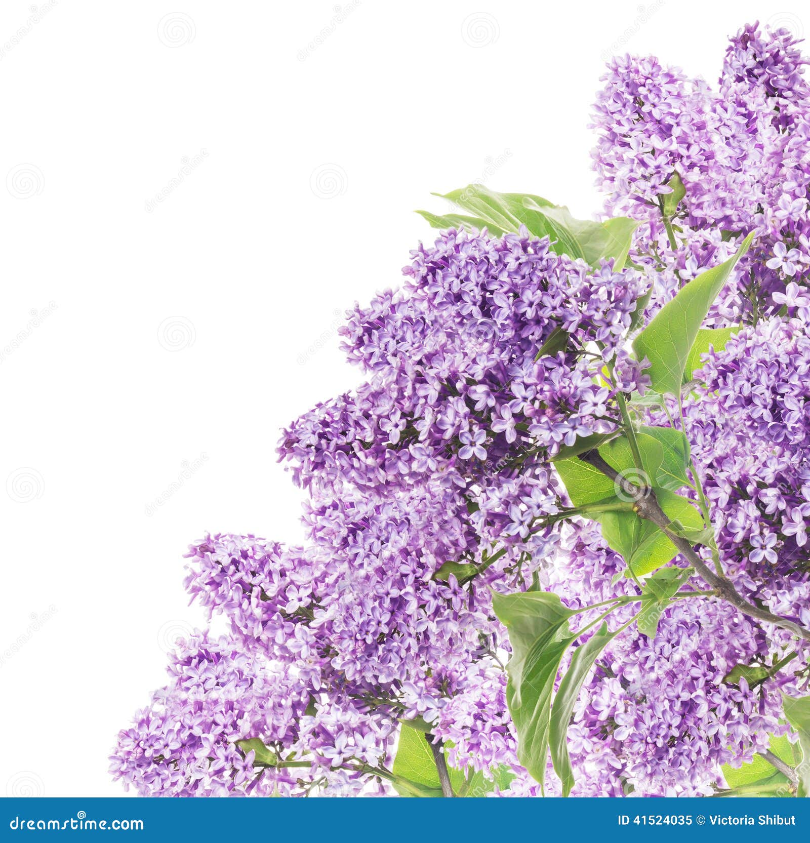 Blooming Lilacs Corner Border, Isolated Stock Image - Image of lilacs ...