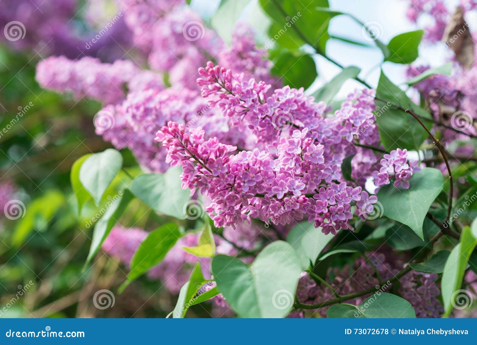 Blooming Lilacs. Wallpapers with Spring Flowers Stock Photo - Image of ...