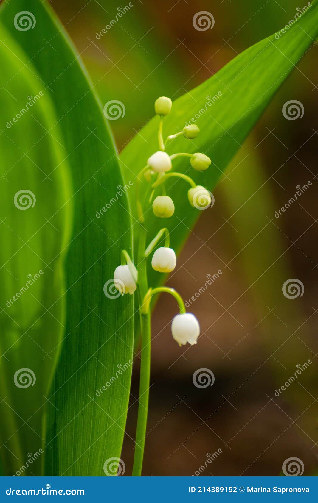 Blooming lily in April stock photo. Image of flower - 214389152