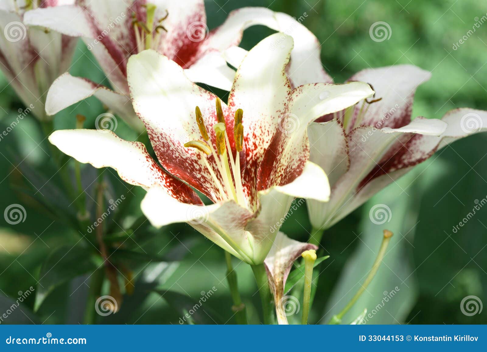 Blooming Lily stock image. Image of ecology, health, beauty - 33044153