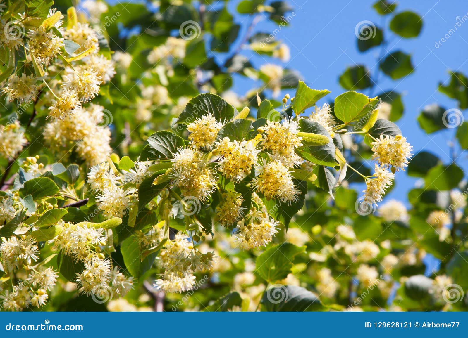 Blooming linden tree stock image. Image of lime, linden - 129628121