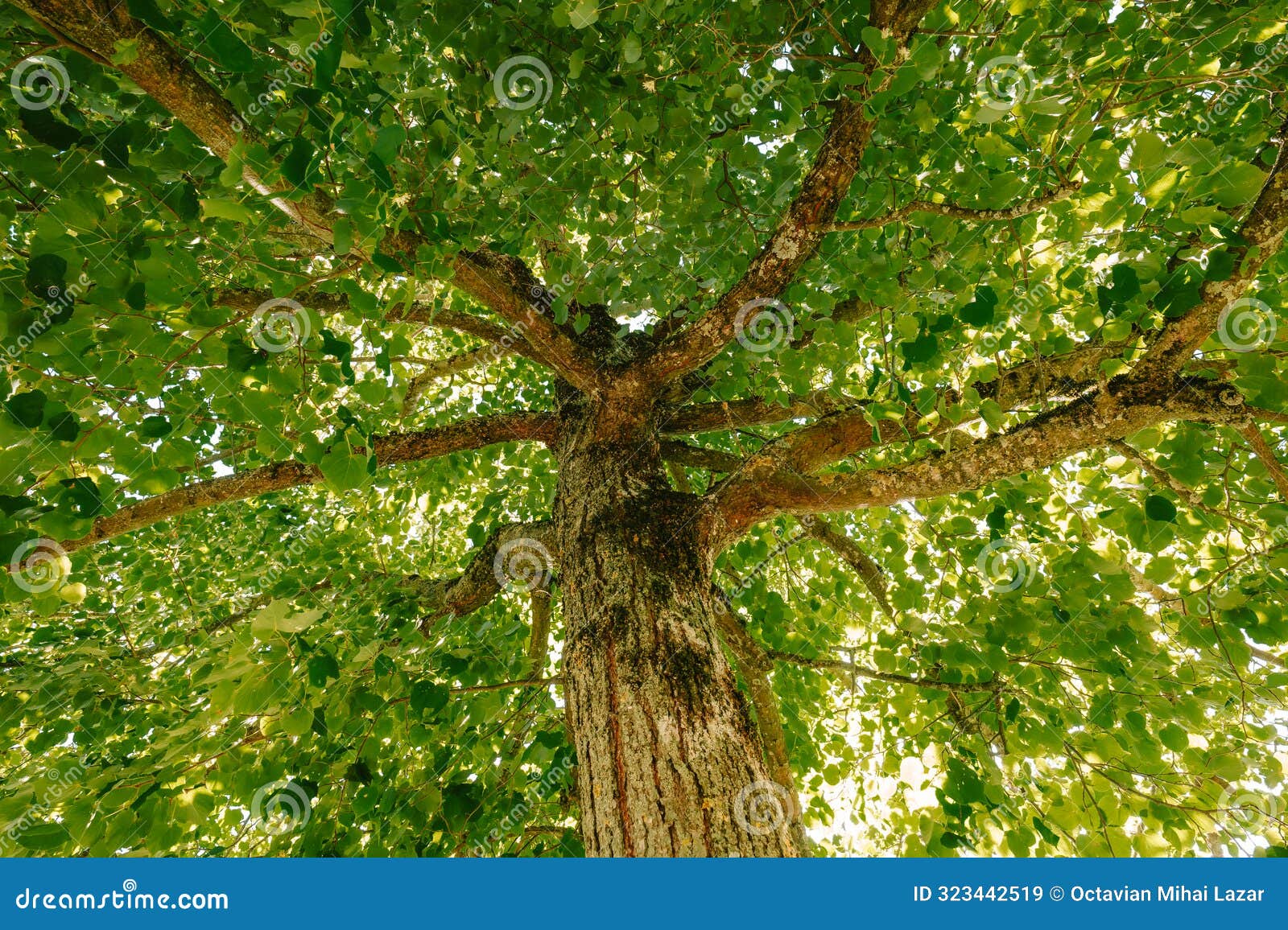 Blooming Linden Tree Crown or Canopy, Low Angle. Wide Angle, Looking Up ...