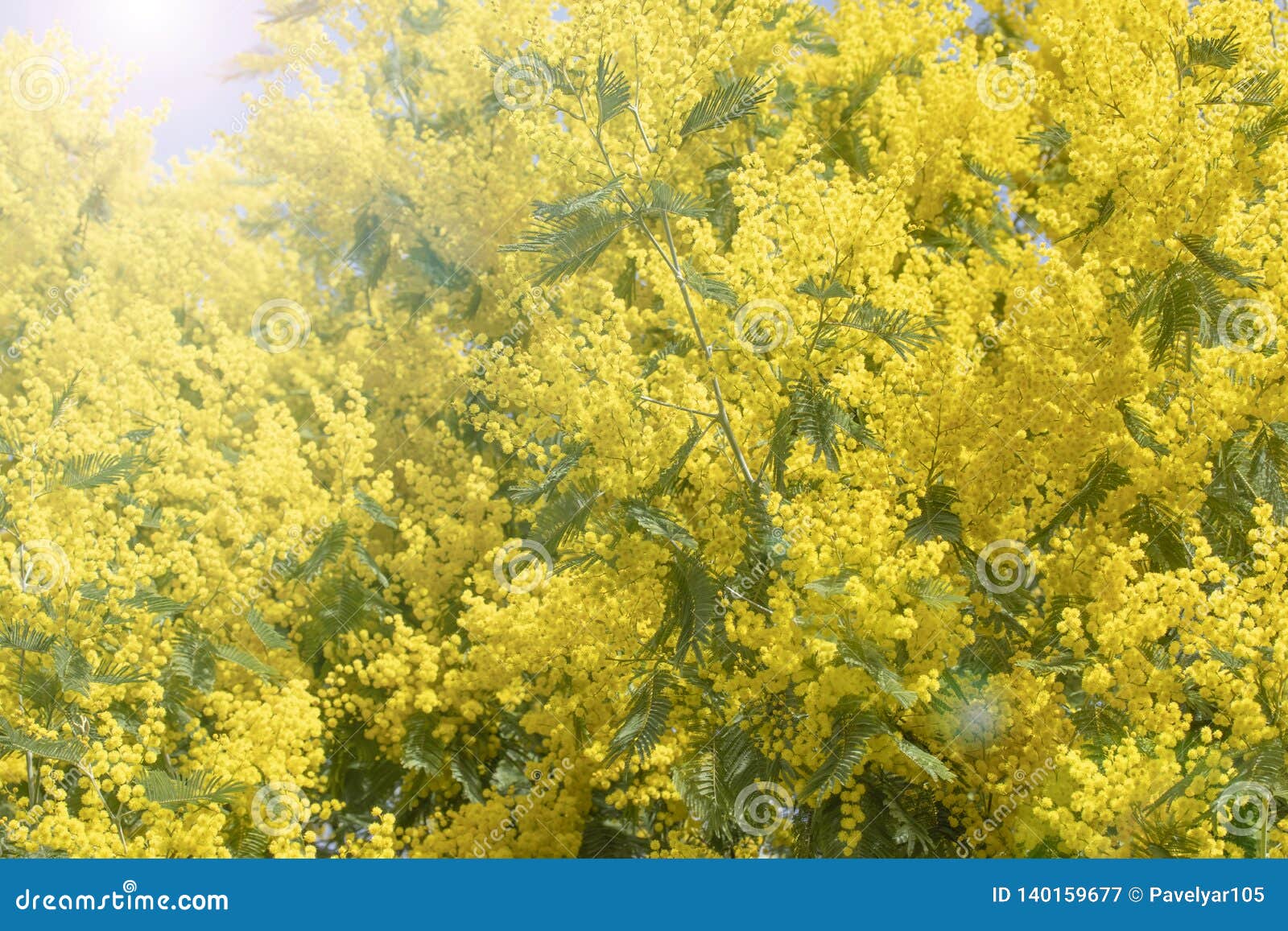 Blooming Live Branches of Mimosa on a Tree in the Park Stock Image ...
