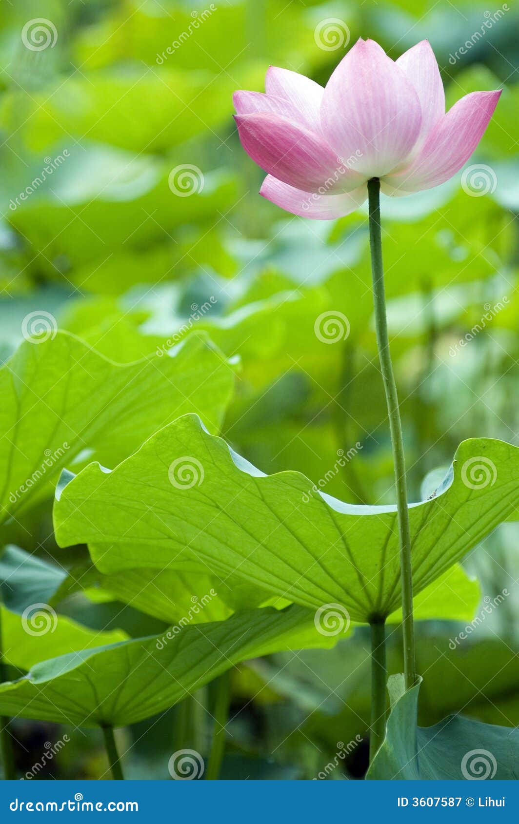 Blooming lotus stock image. Image of china, lotus, lake - 3607587