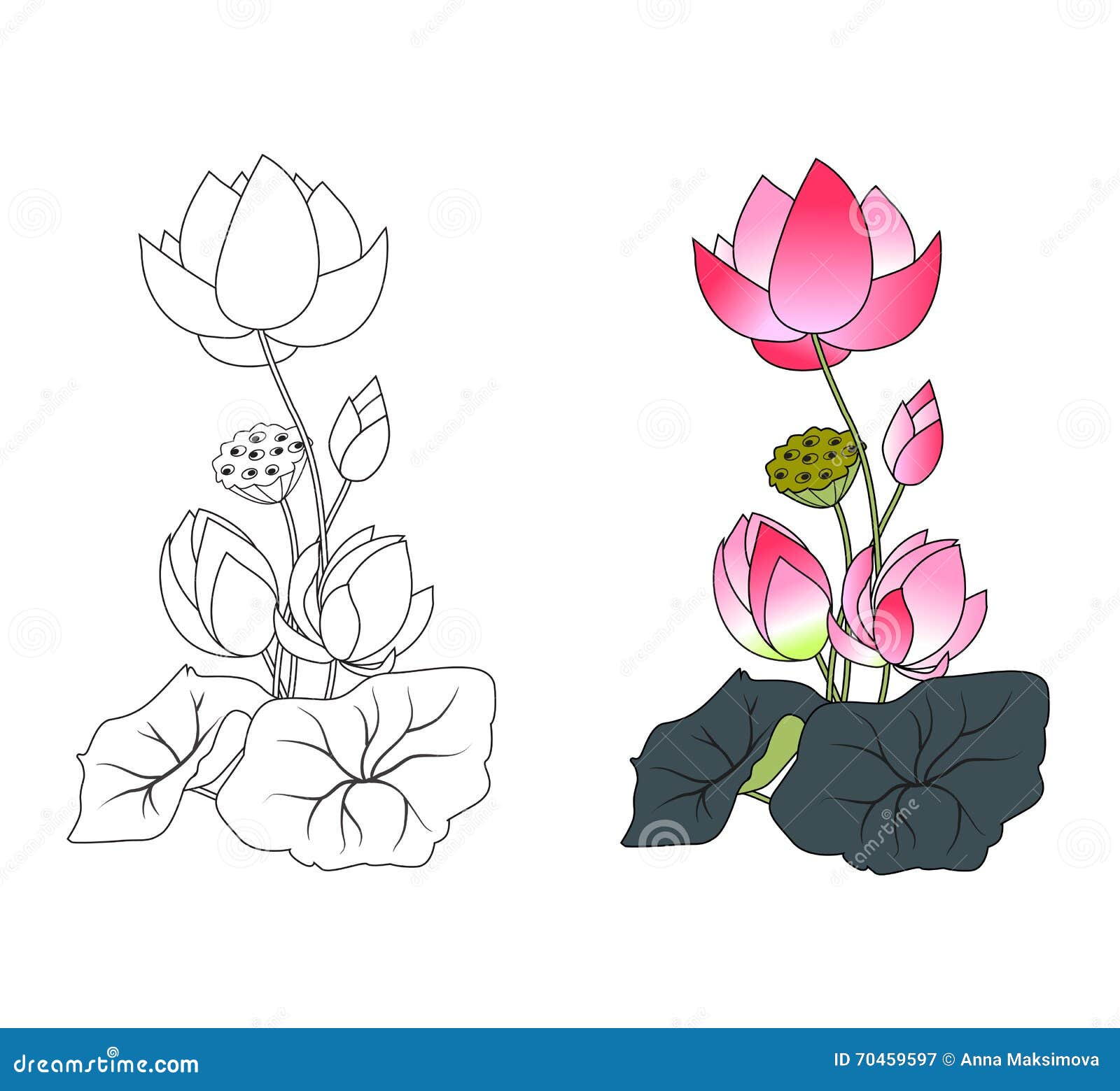 Blooming lotus, coloring stock vector. Illustration of lotus - 70459597