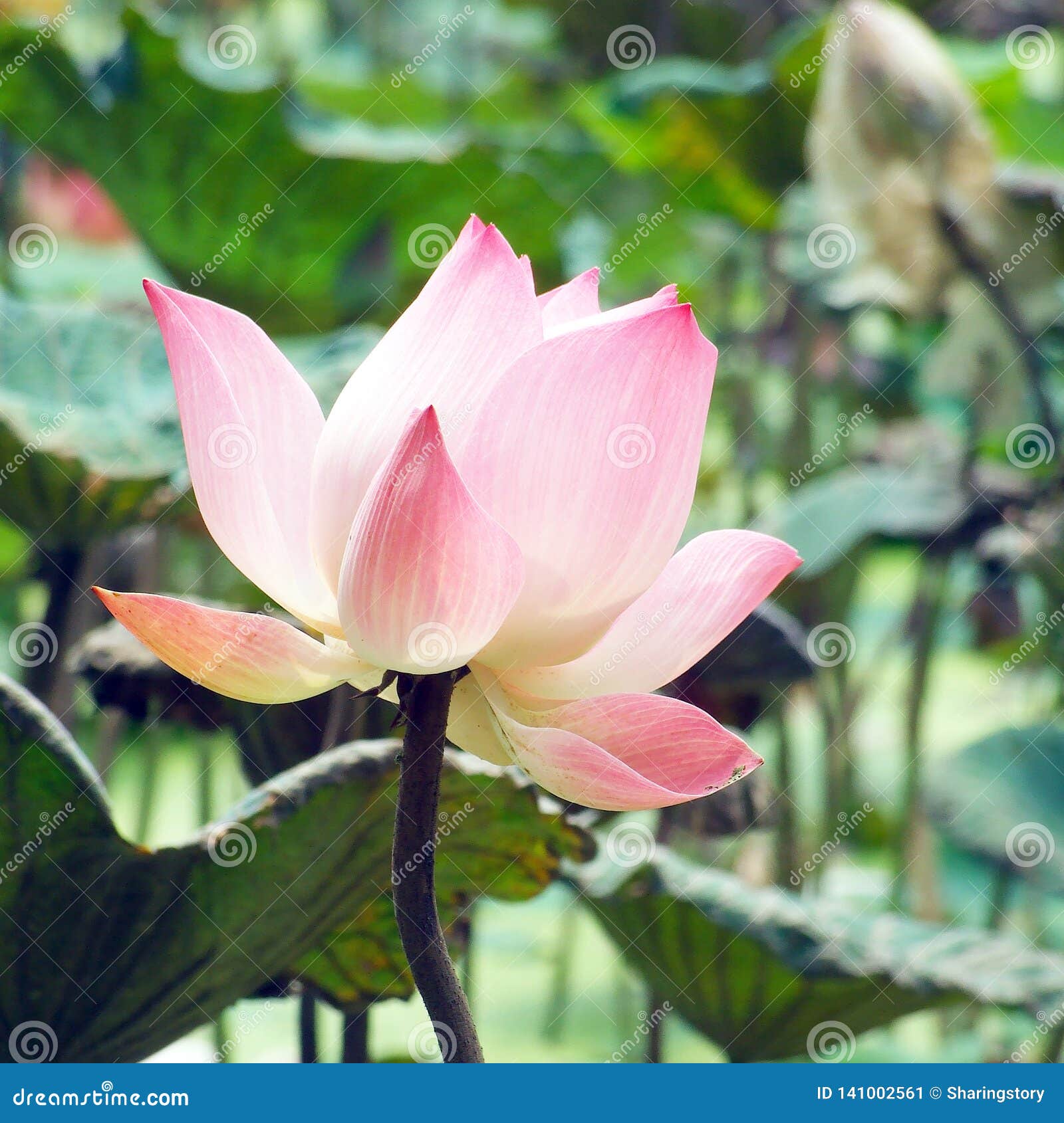A blooming lotus flower stock image. Image of close - 141002561