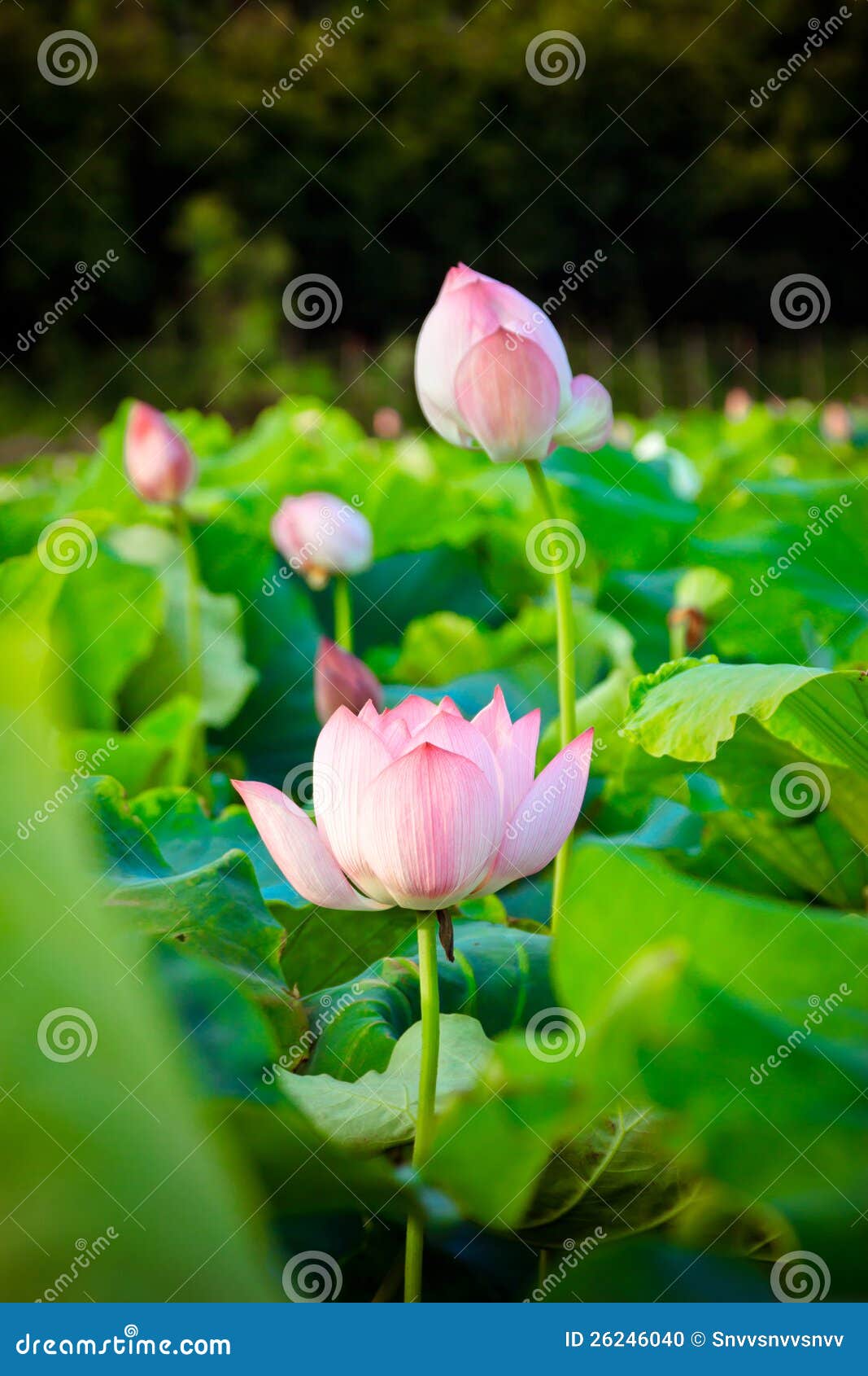 Blooming lotus flower stock photo. Image of asian, lotus - 26246040