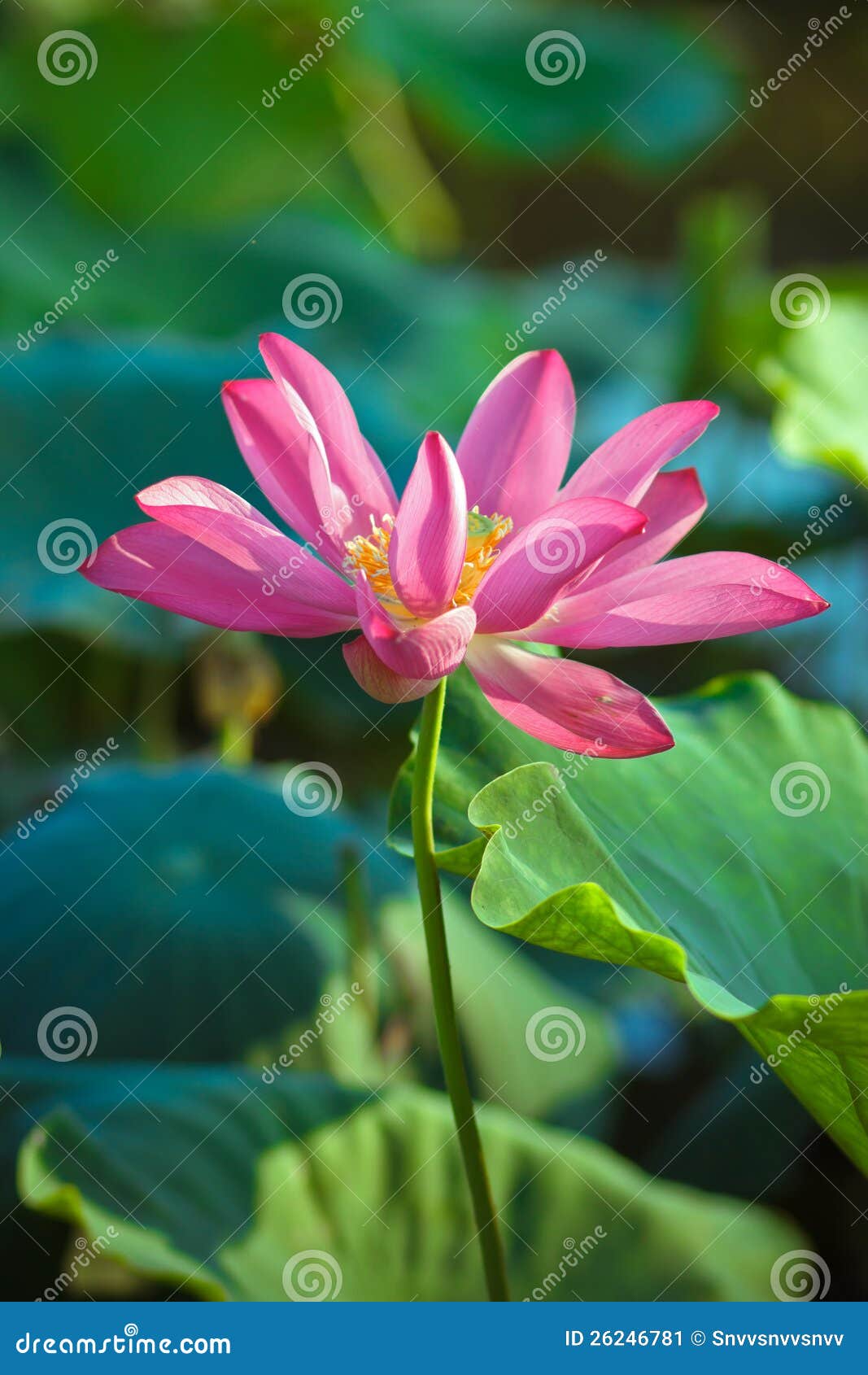 Blooming lotus flower stock image. Image of natural, pink - 26246781