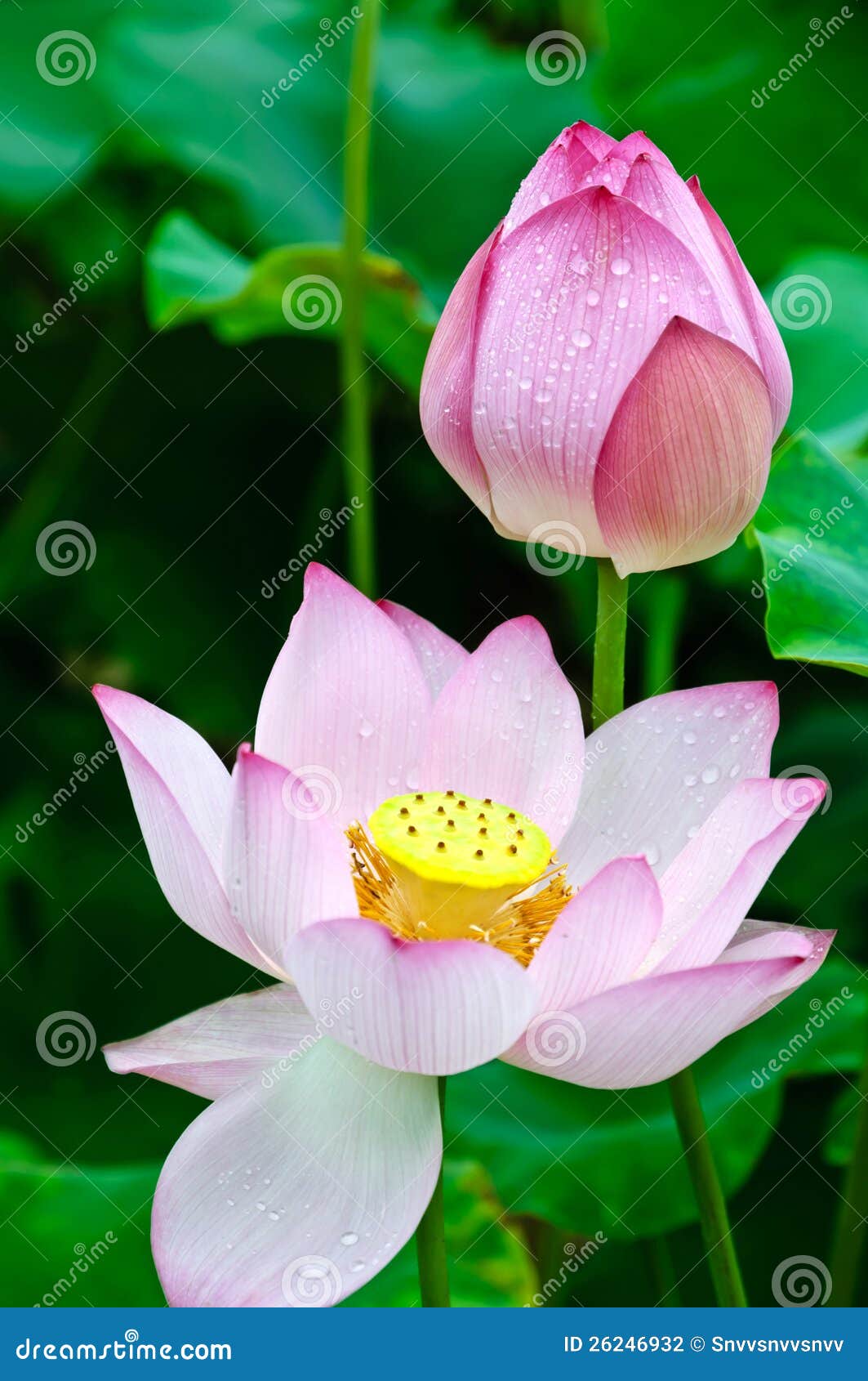 Blooming lotus flower stock photo. Image of bloom, peace - 26246932