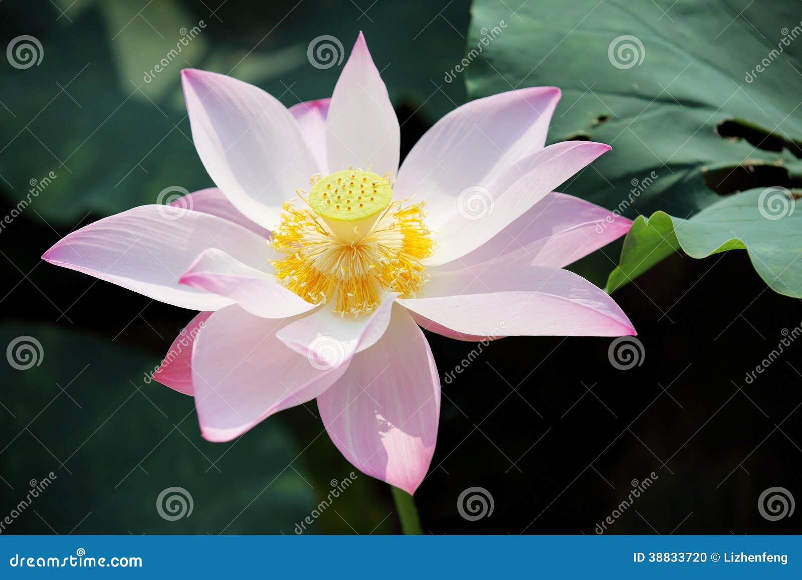 Blooming lotus flower stock photo. Image of green, blooming - 38833720