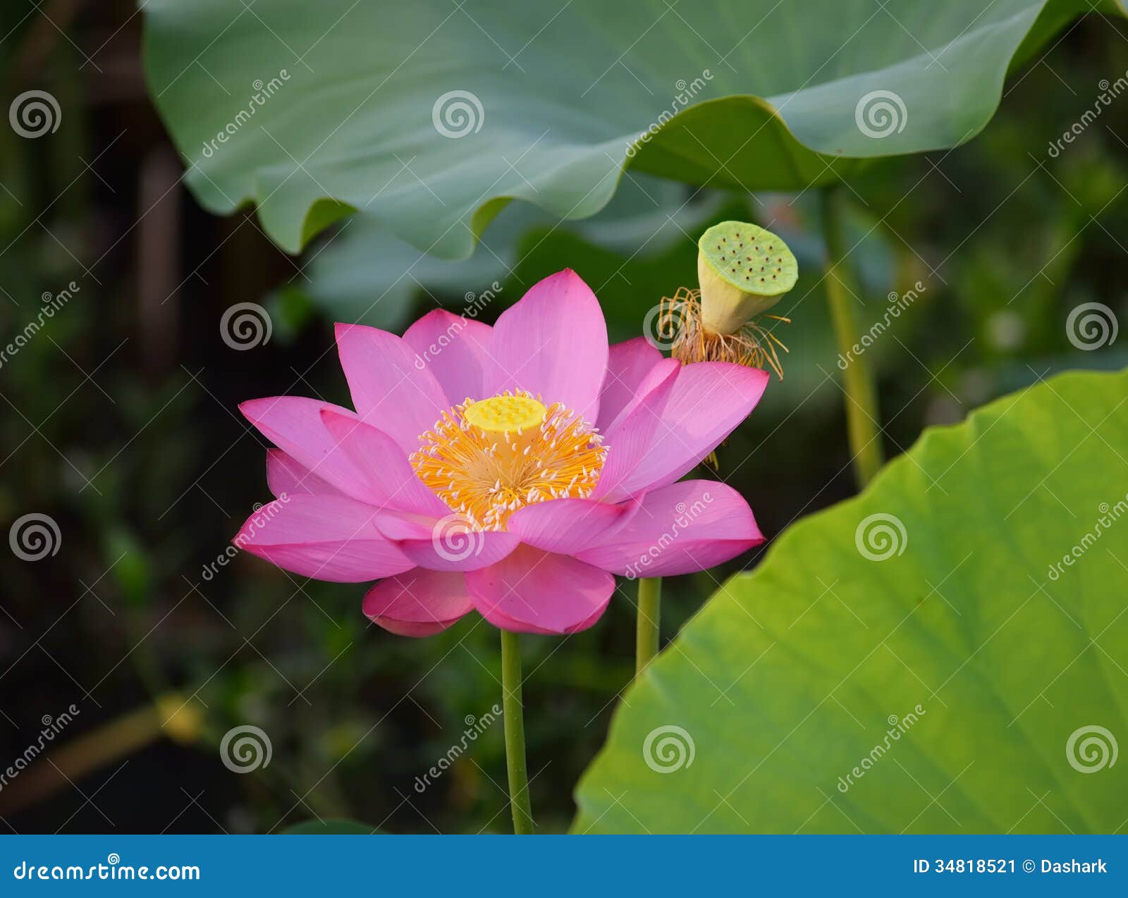 Blooming lotus flower stock image. Image of leaf, botany - 34818521
