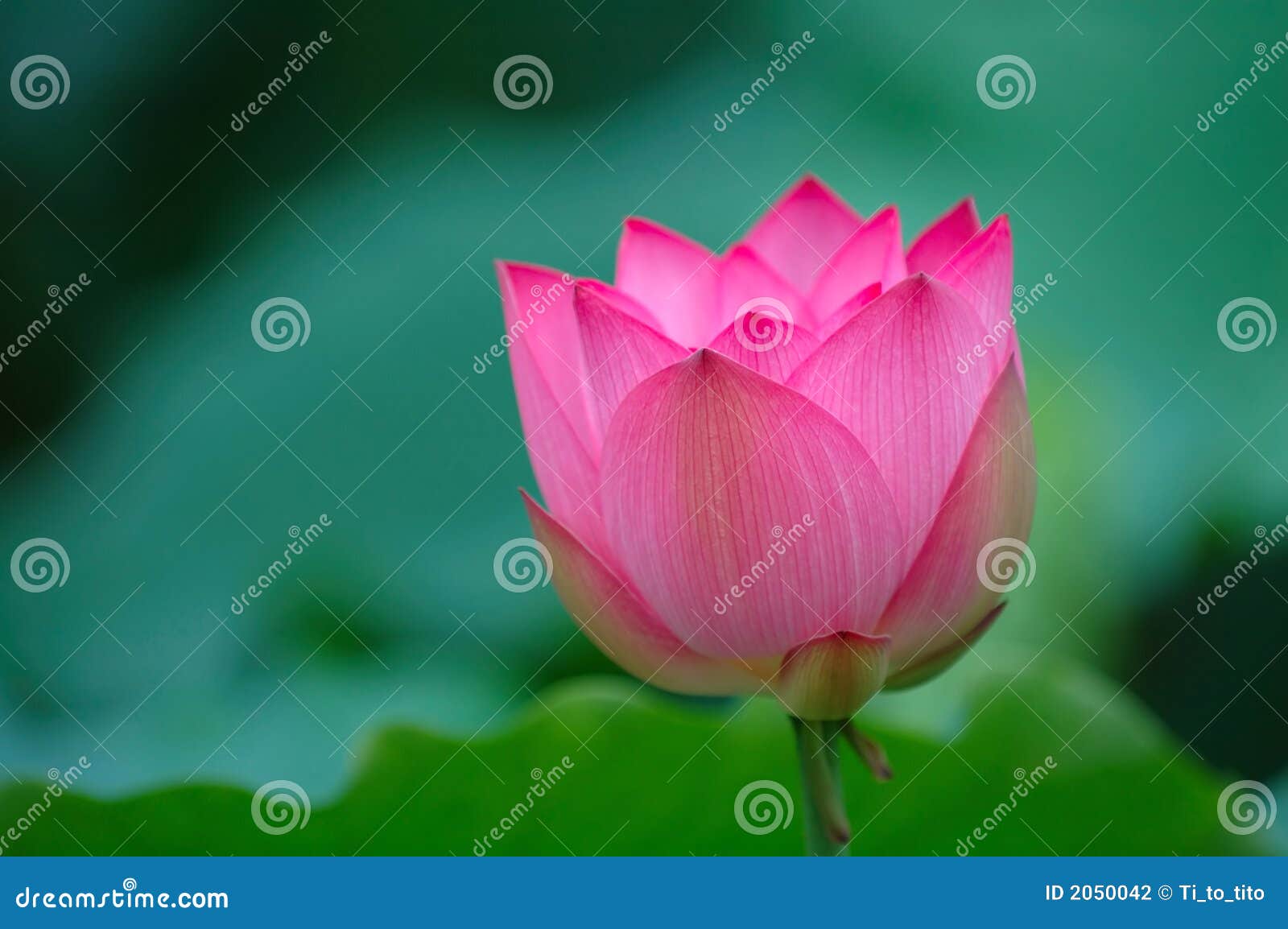 Blooming Lotus Flower with Sharp Stock Photo - Image of calyxes ...