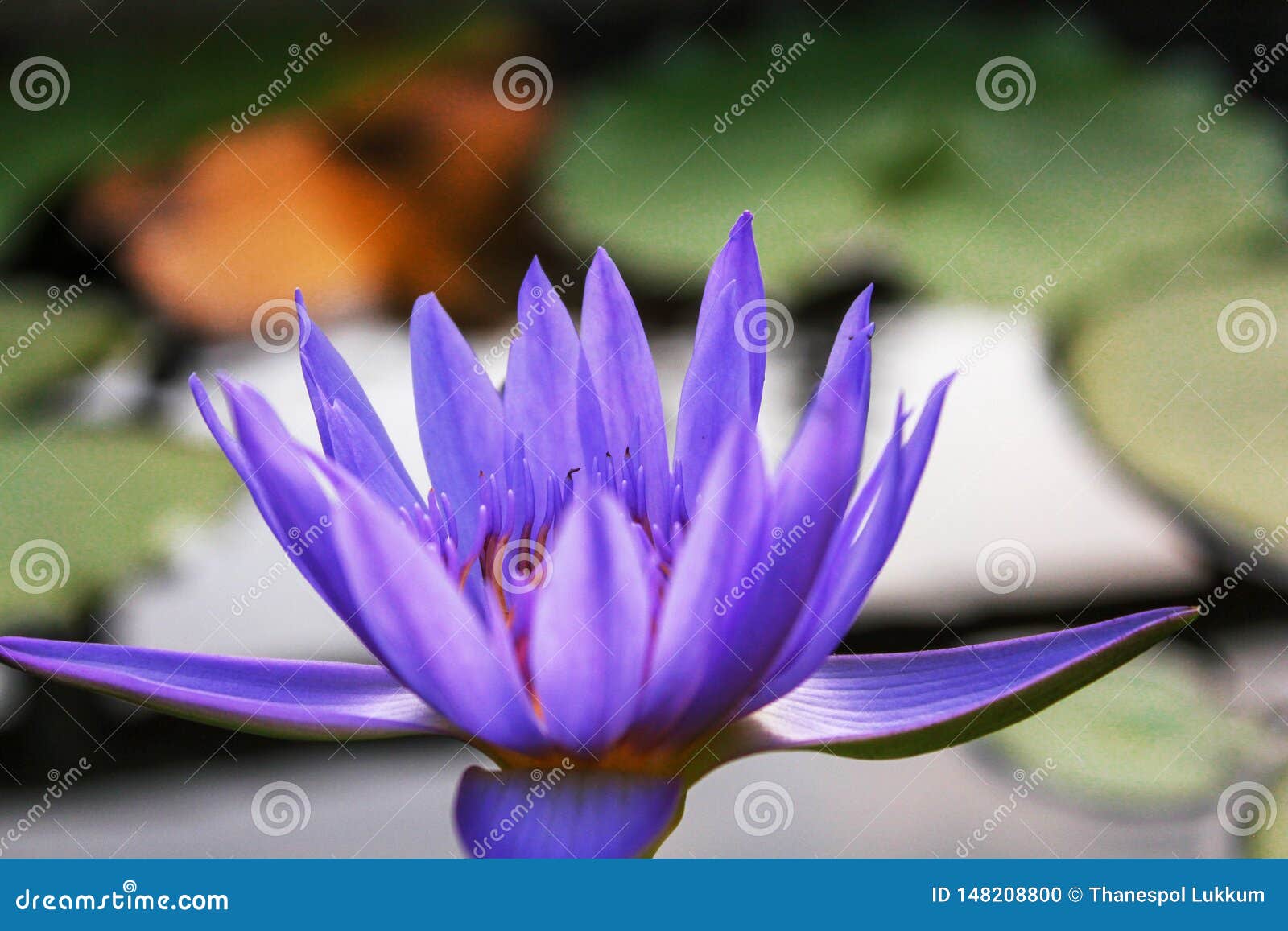 The Blooming Lotus Flowers in Close Up 1 Stock Photo - Image of flower ...