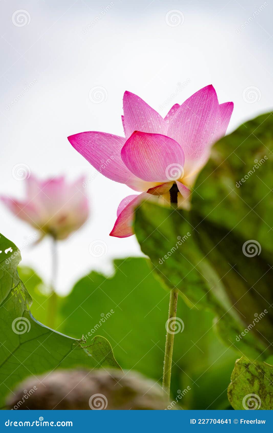 Blooming Lotus Flowers at Vertical Composition Stock Image - Image of ...