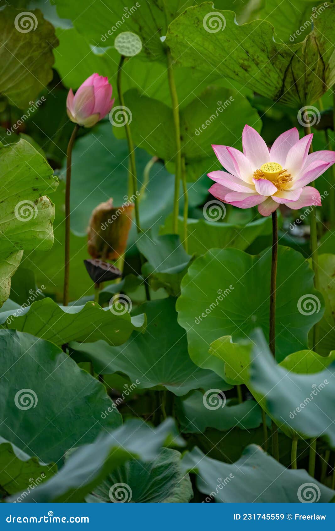 A Blooming Lotus Flowers at Vertical Composition Stock Image - Image of ...