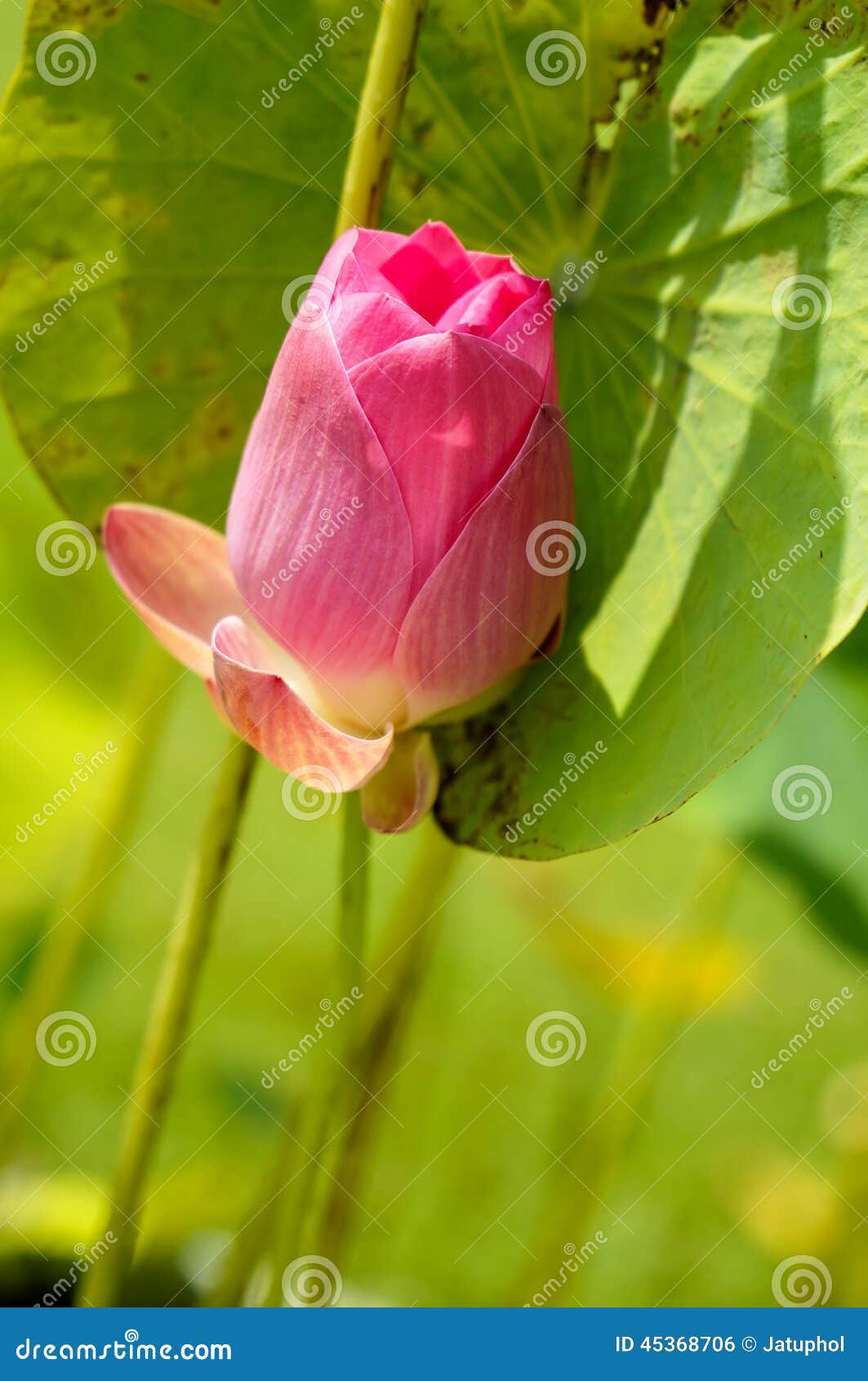 Blooming lotus stock photo. Image of floral, garden, beauty - 45368706