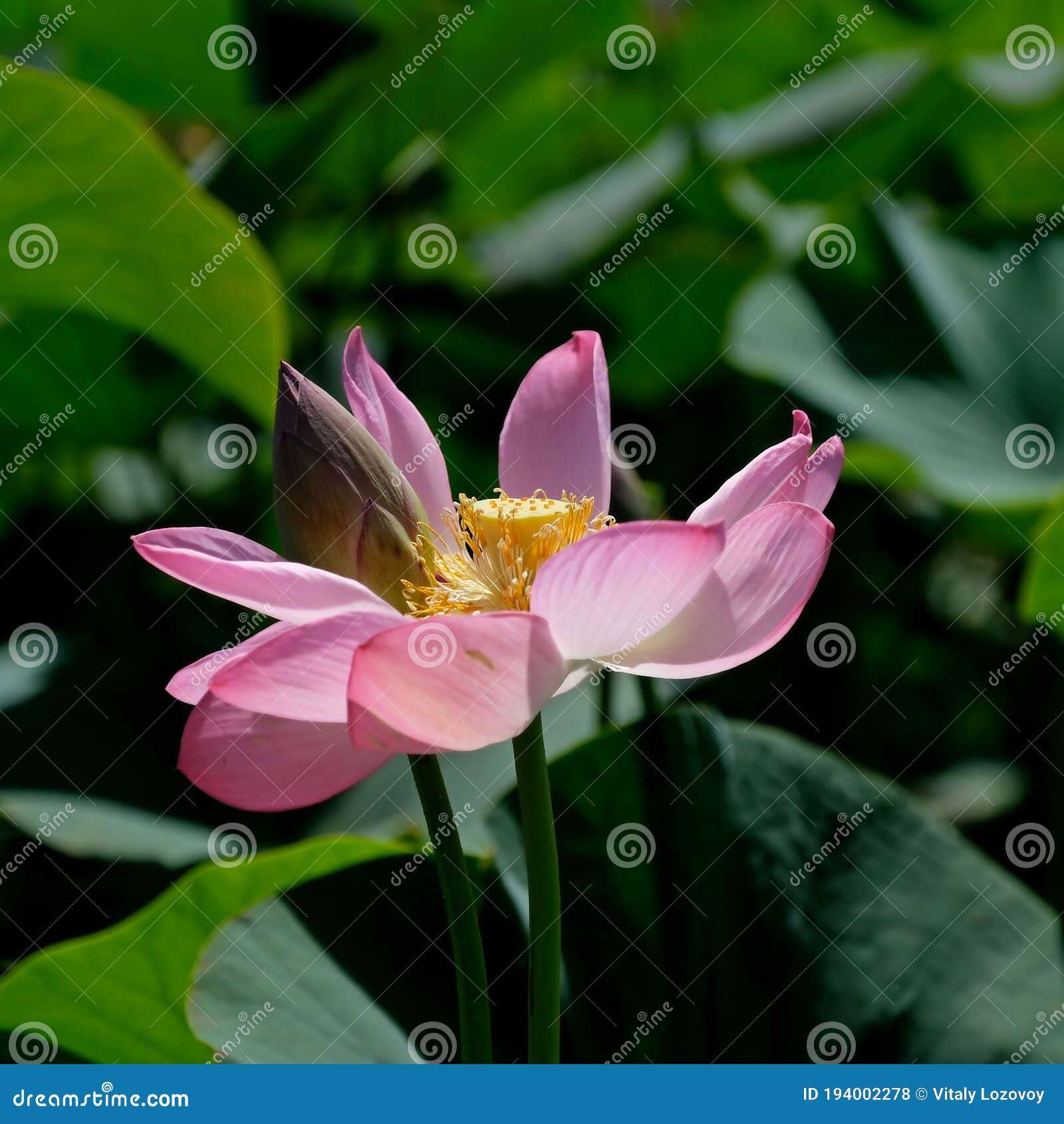 Blooming Lotus in the Volga Delta in Russia Stock Photo - Image of ...