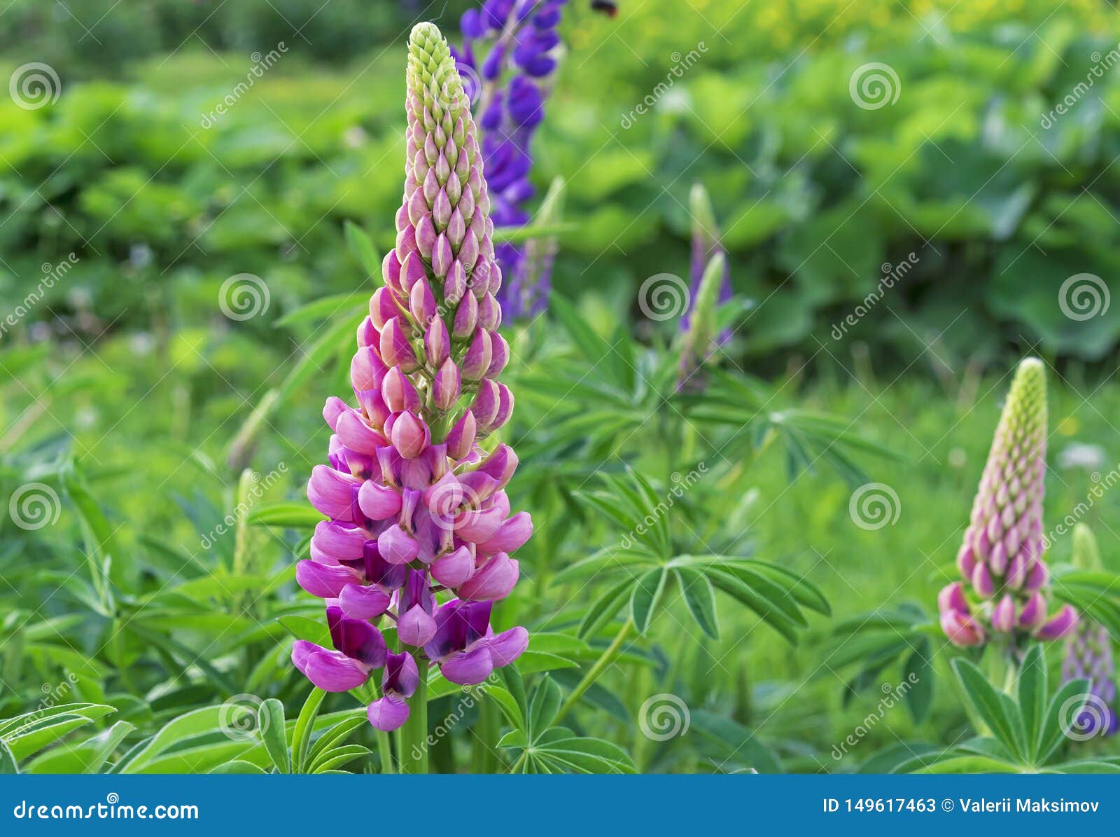 Blooming Lupine Flower. Pink Lupine Flower Stock Image - Image of ...