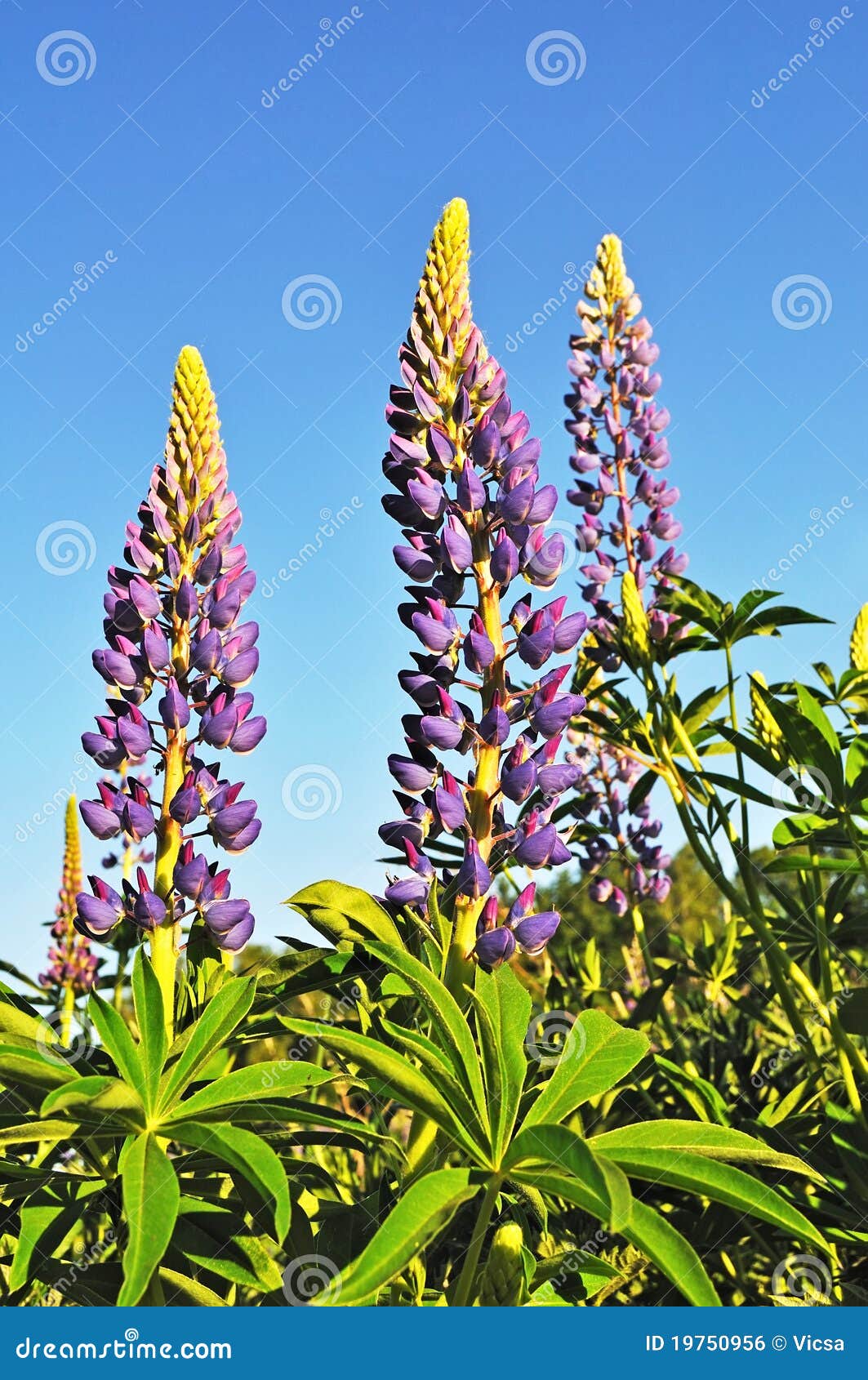 Blooming lupines stock photo. Image of field, petal, bright - 19750956