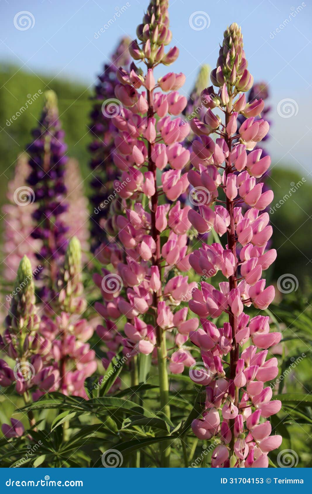 Blooming Lupinus closeup stock image. Image of lupine - 31704153